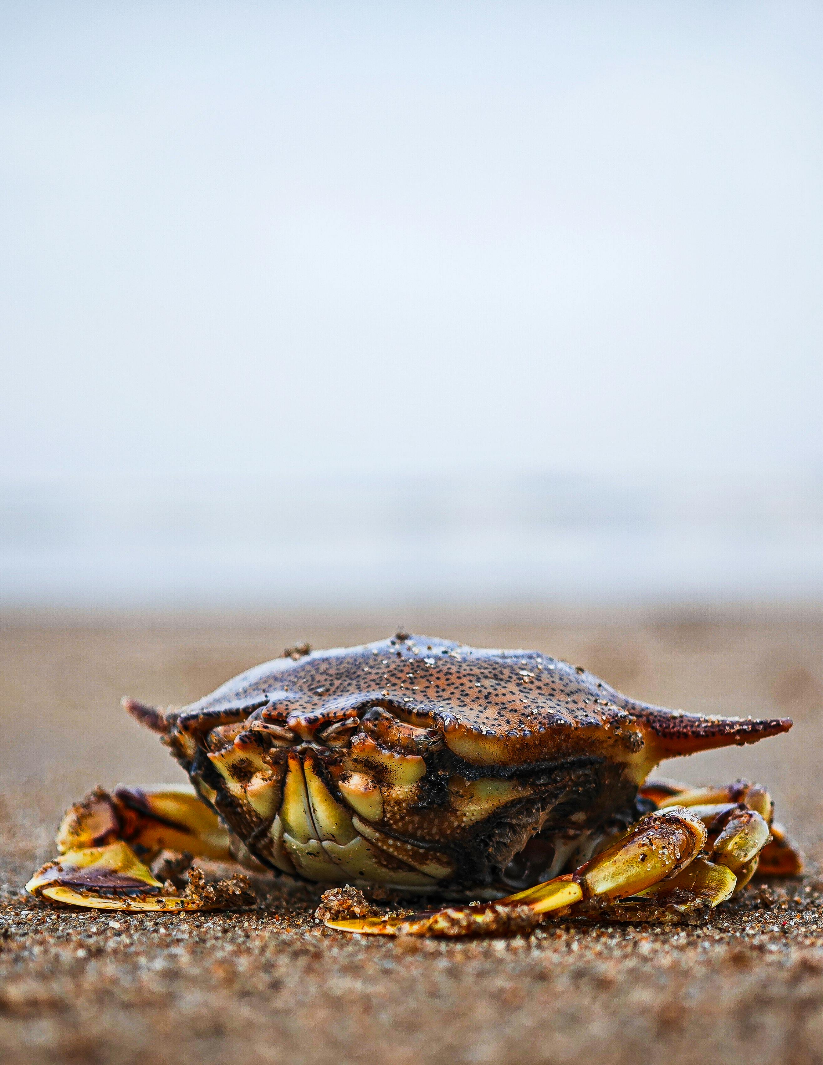Crab on Ground · Free Stock Photo
