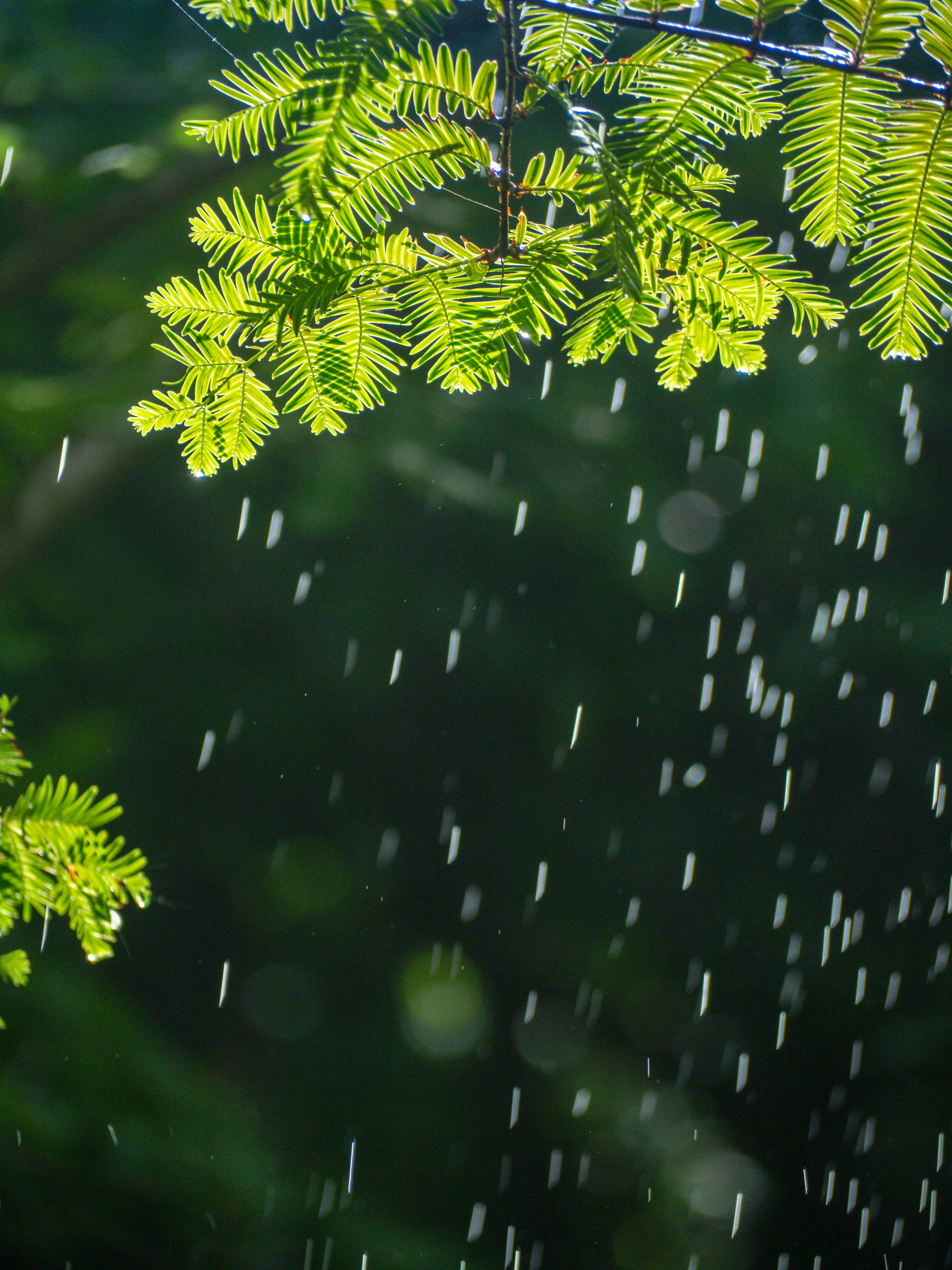 Raindrops Falling Down from Leaves · Free Stock Photo