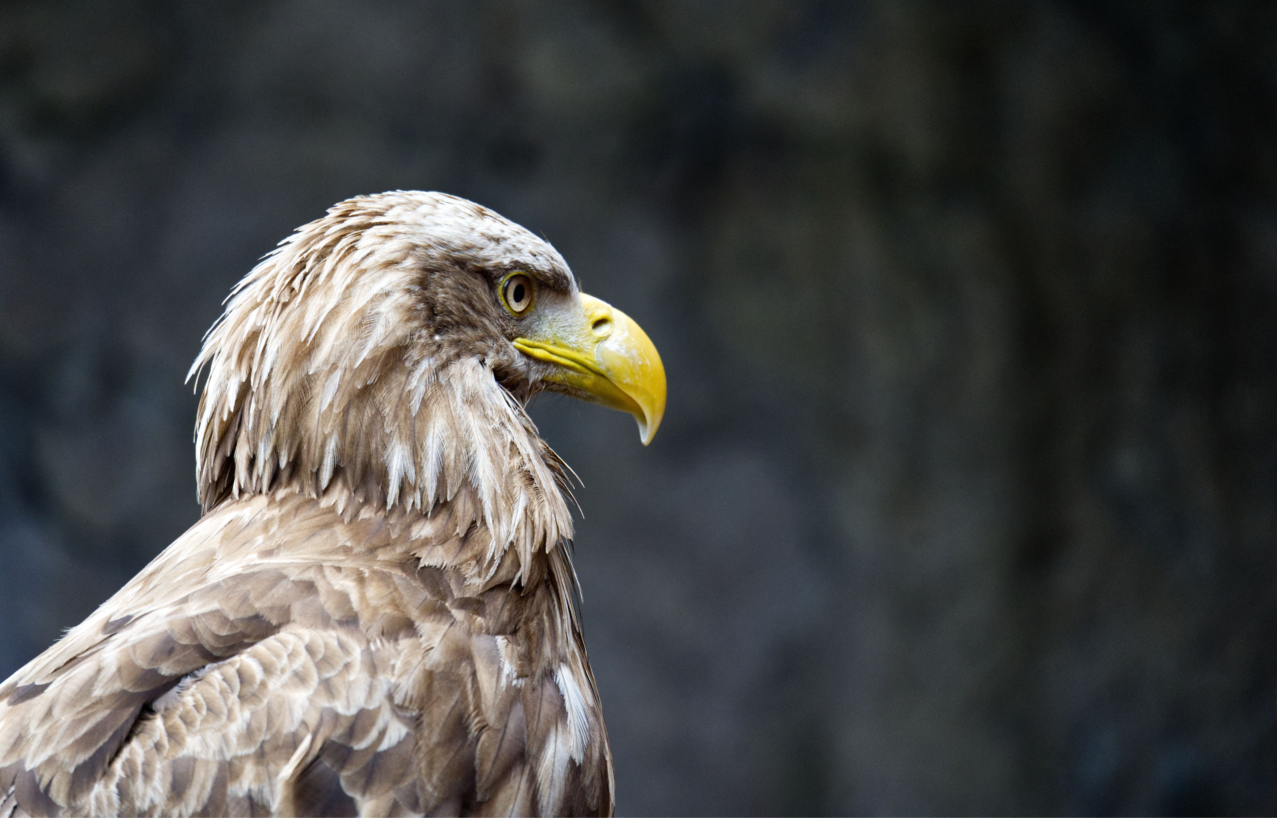 Aigle Assis Photos, Download The BEST Free Aigle Assis Stock Photos ...