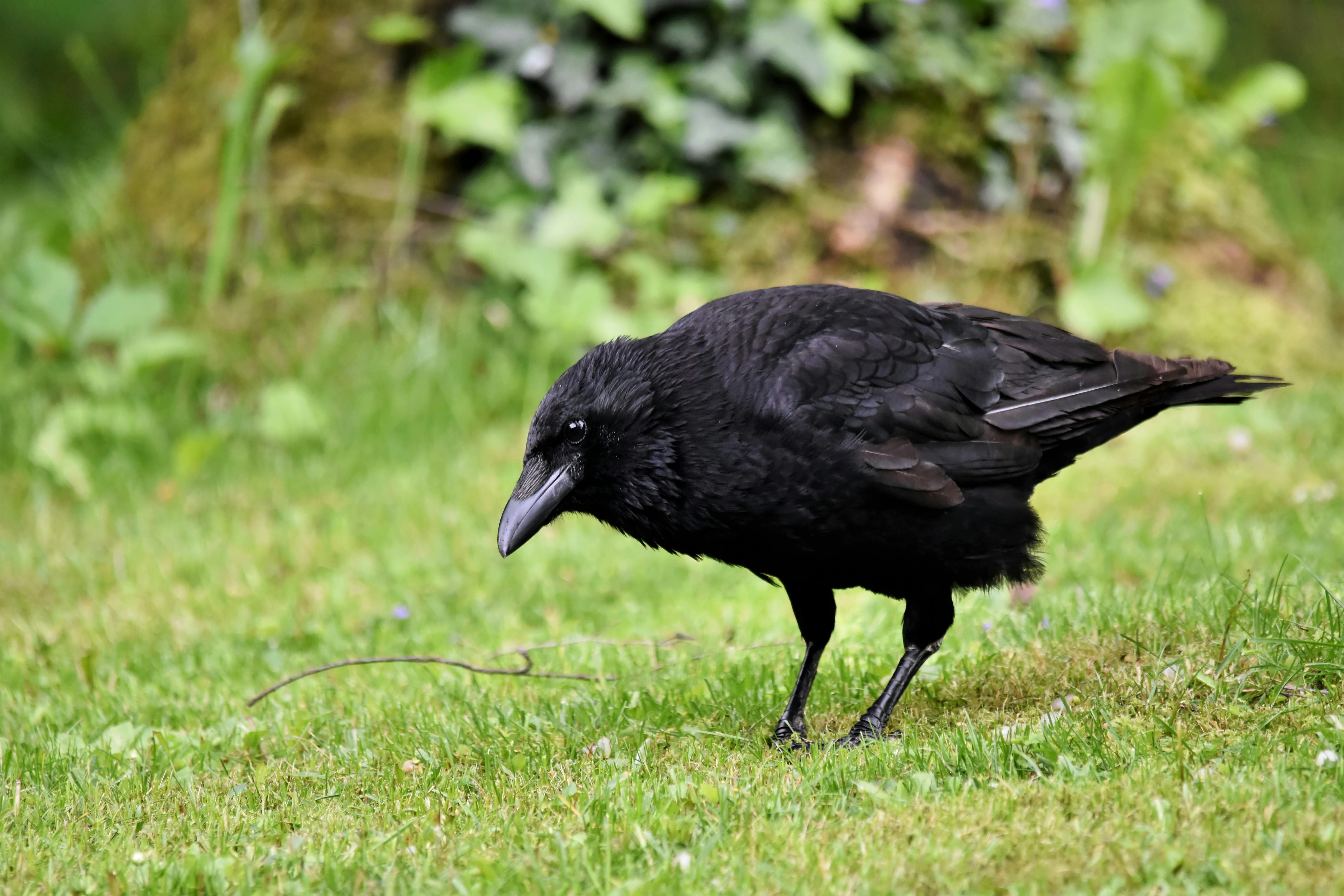 New Caledonian Crow Flying