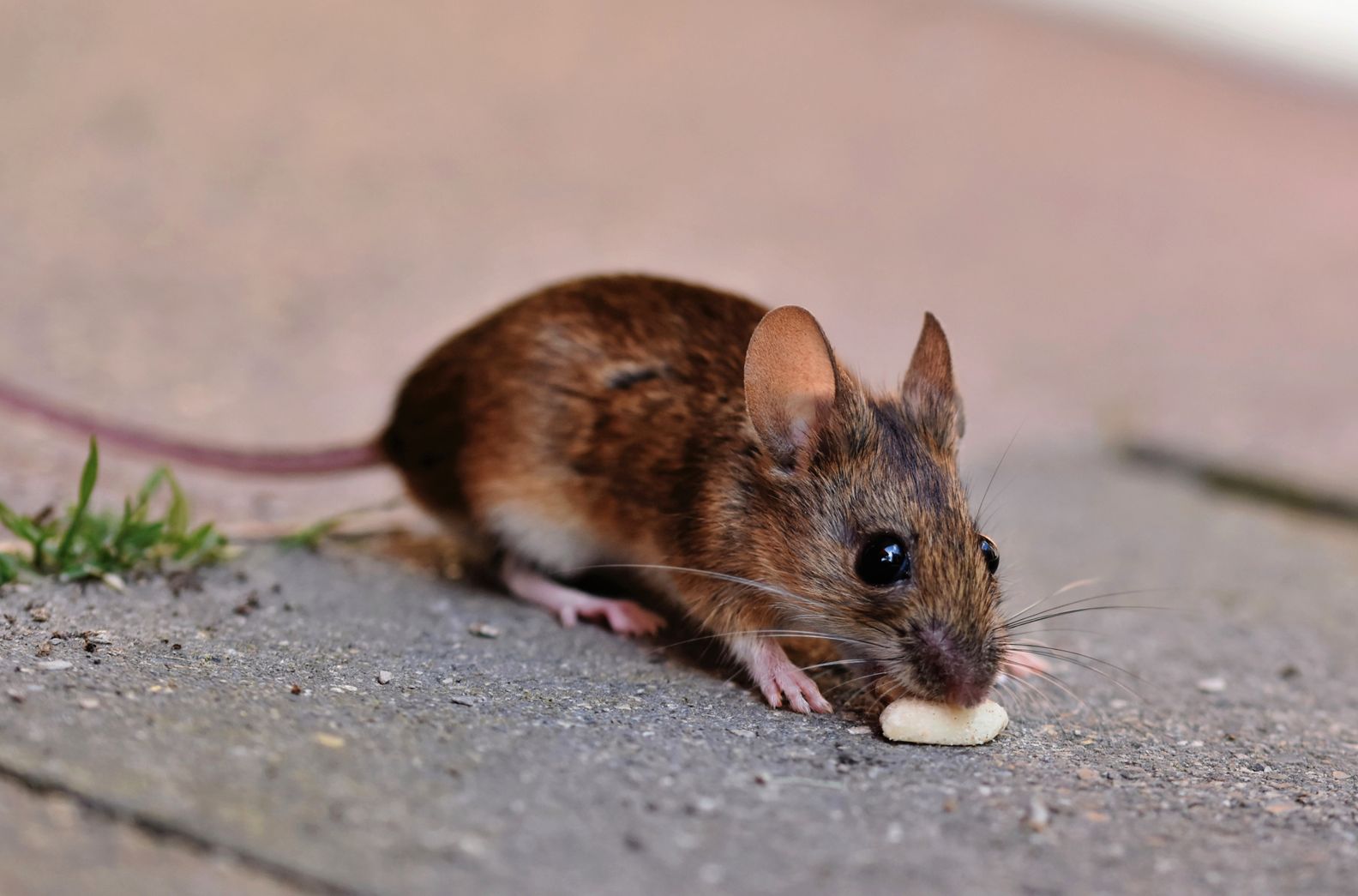 Eurasian Harvest Mouse Origin, Habitat, and Population Facts