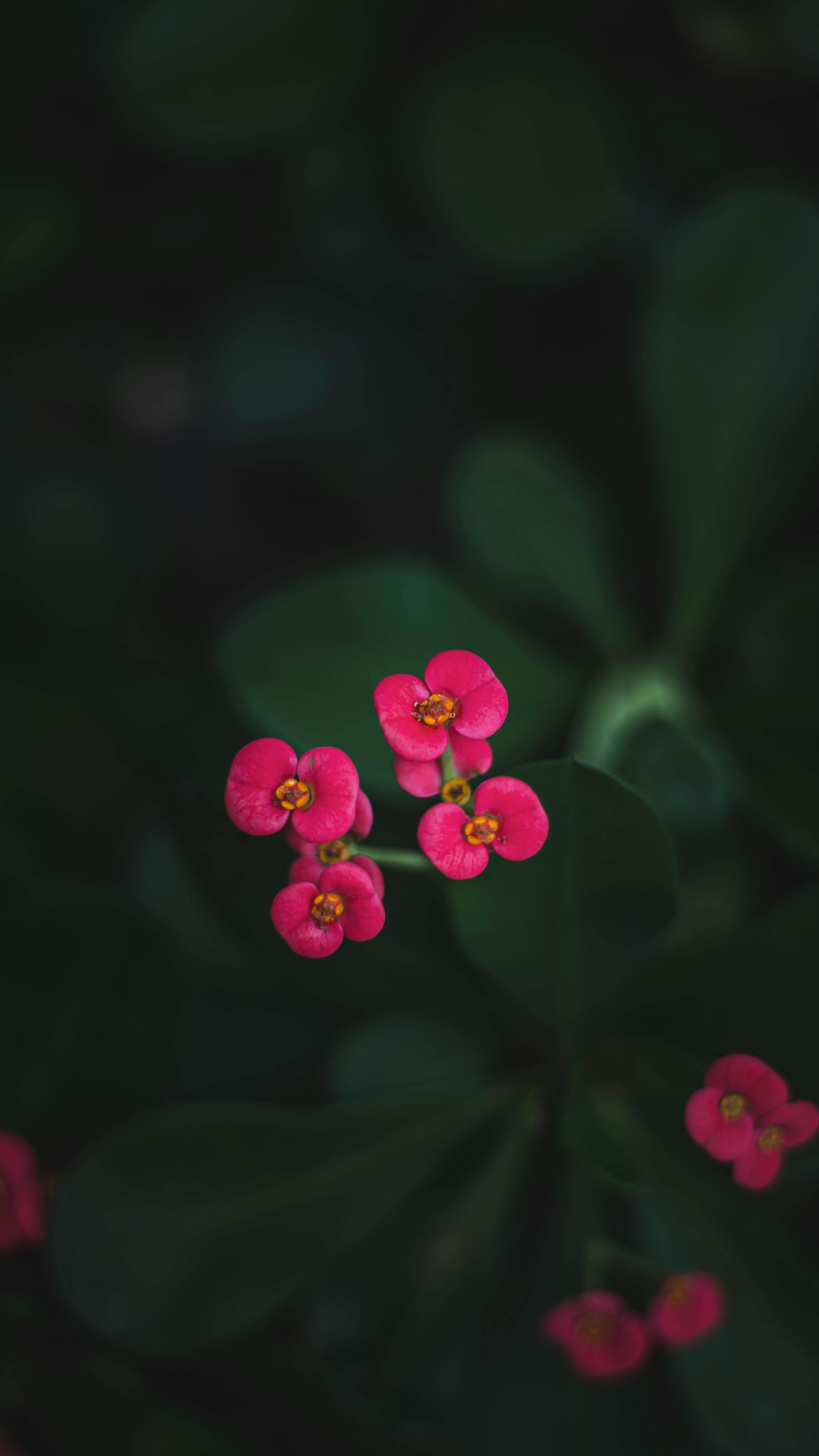 Flower Gram Photos, Download The BEST Free Flower Gram Stock Photos ...