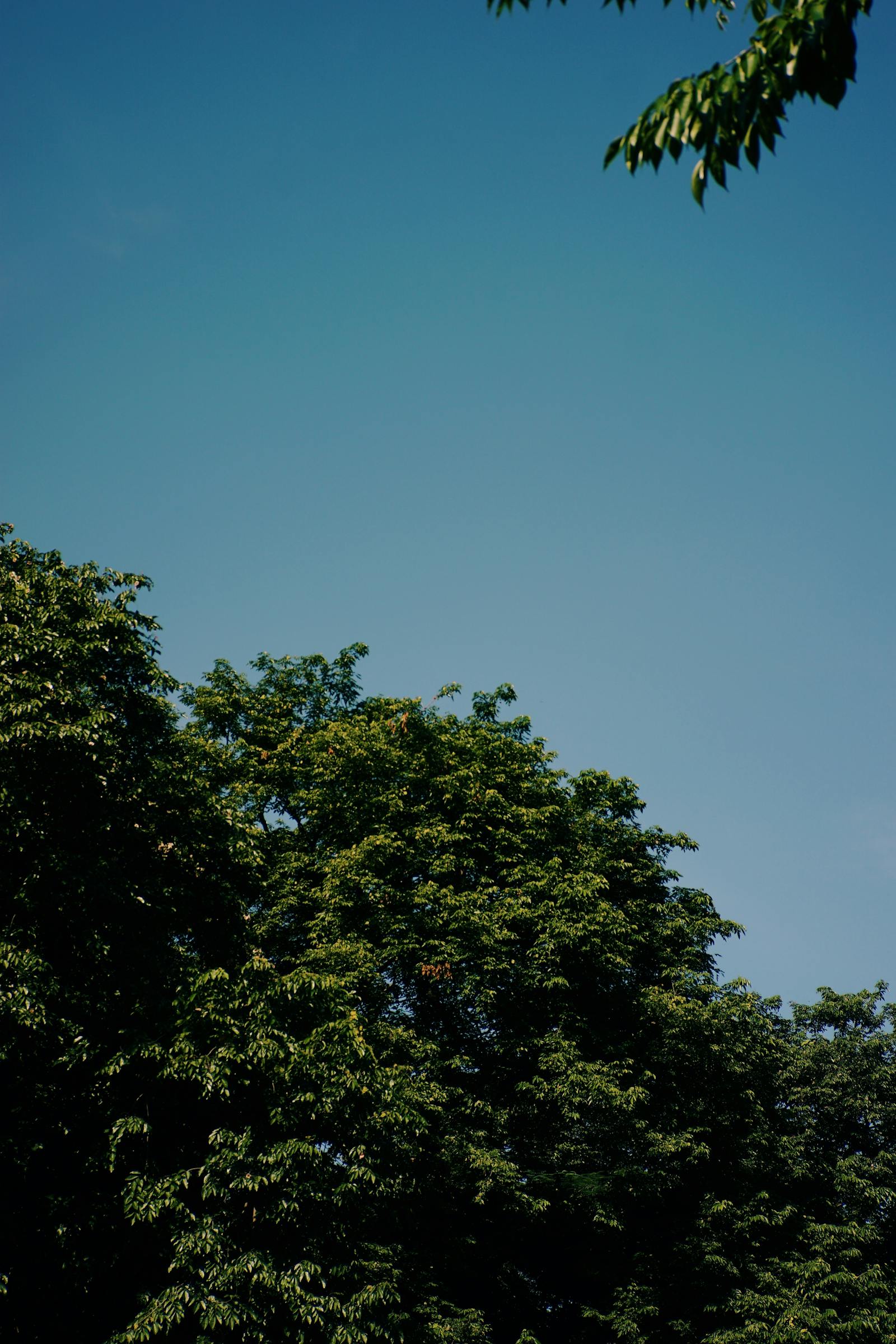 Tops Photos, Download The BEST Free Tops Stock Photos & HD Images