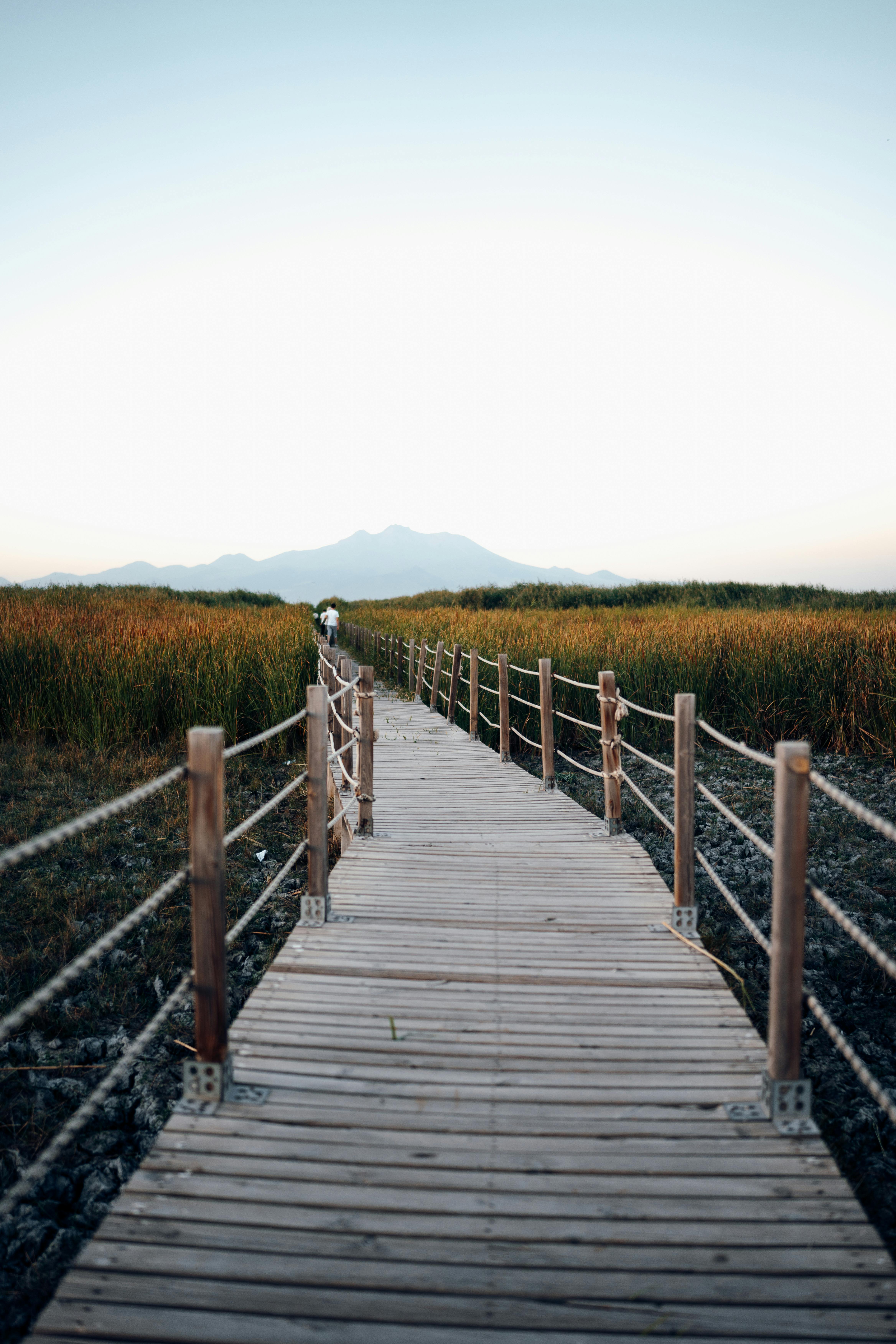 Wooden Walkway over Swamp · Free Stock Photo