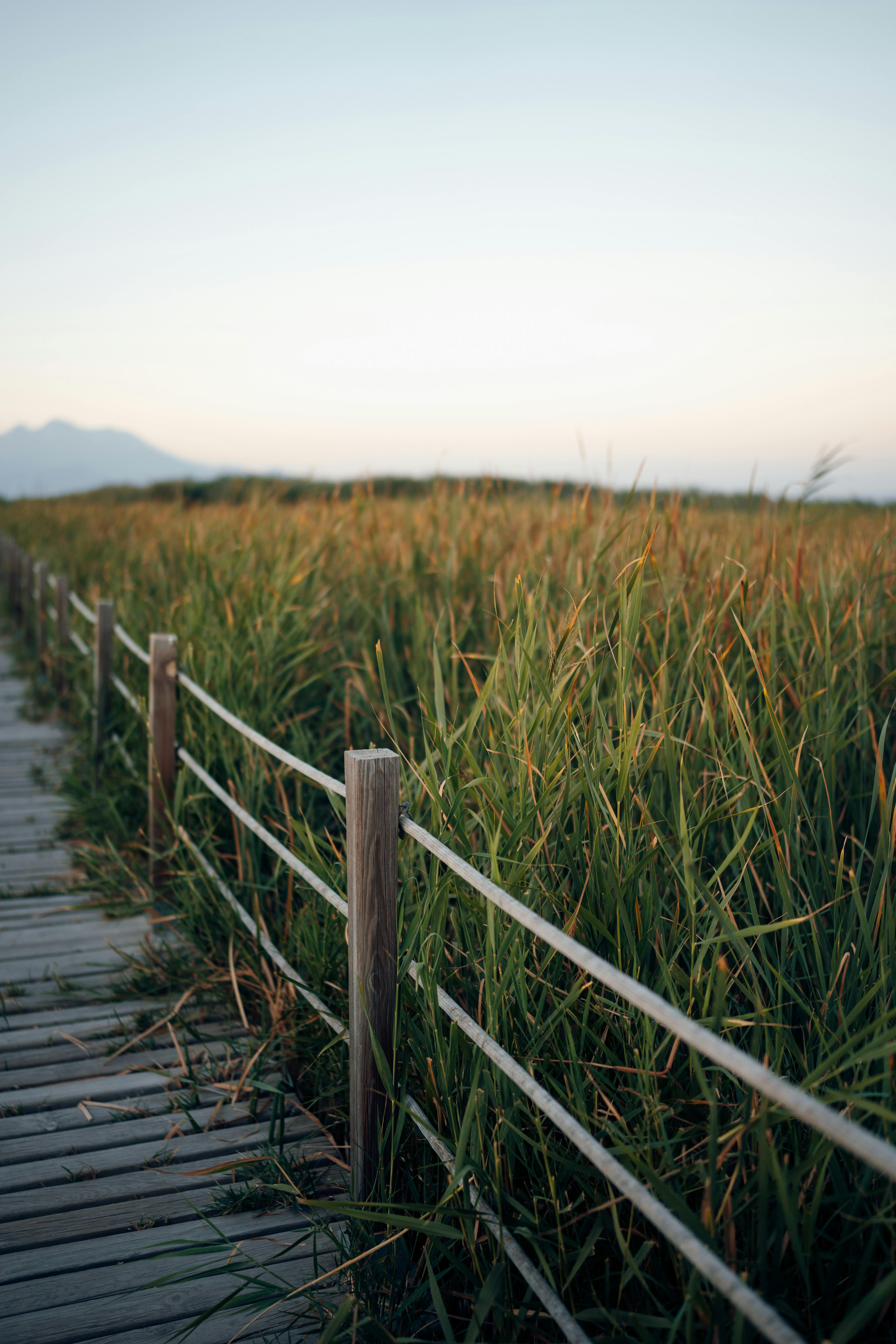 Wooden Boardwalk across Corn Field · Free Stock Photo