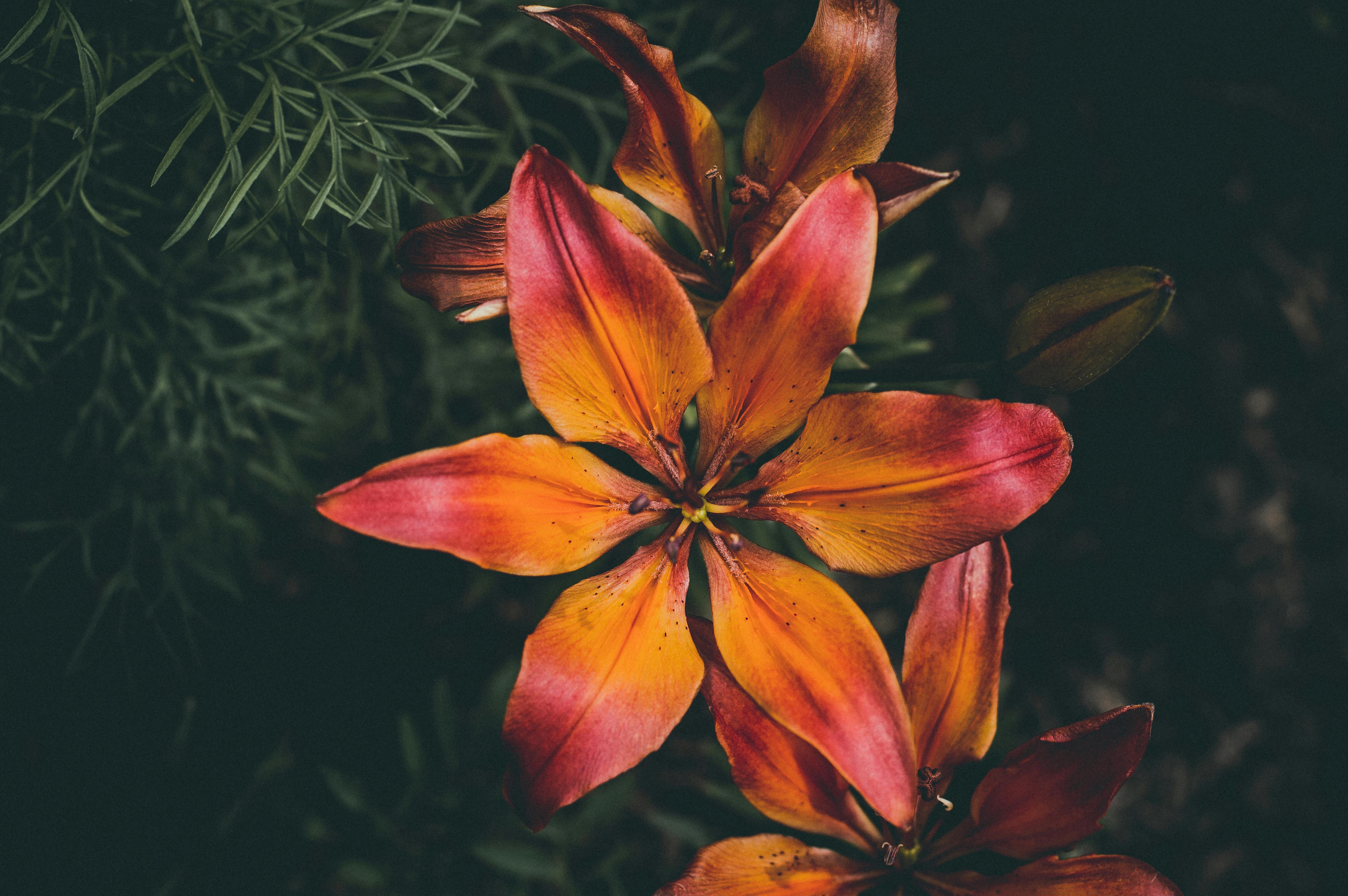 700+ Best Lily Photos · 100% Free Download · Pexels Stock Photos