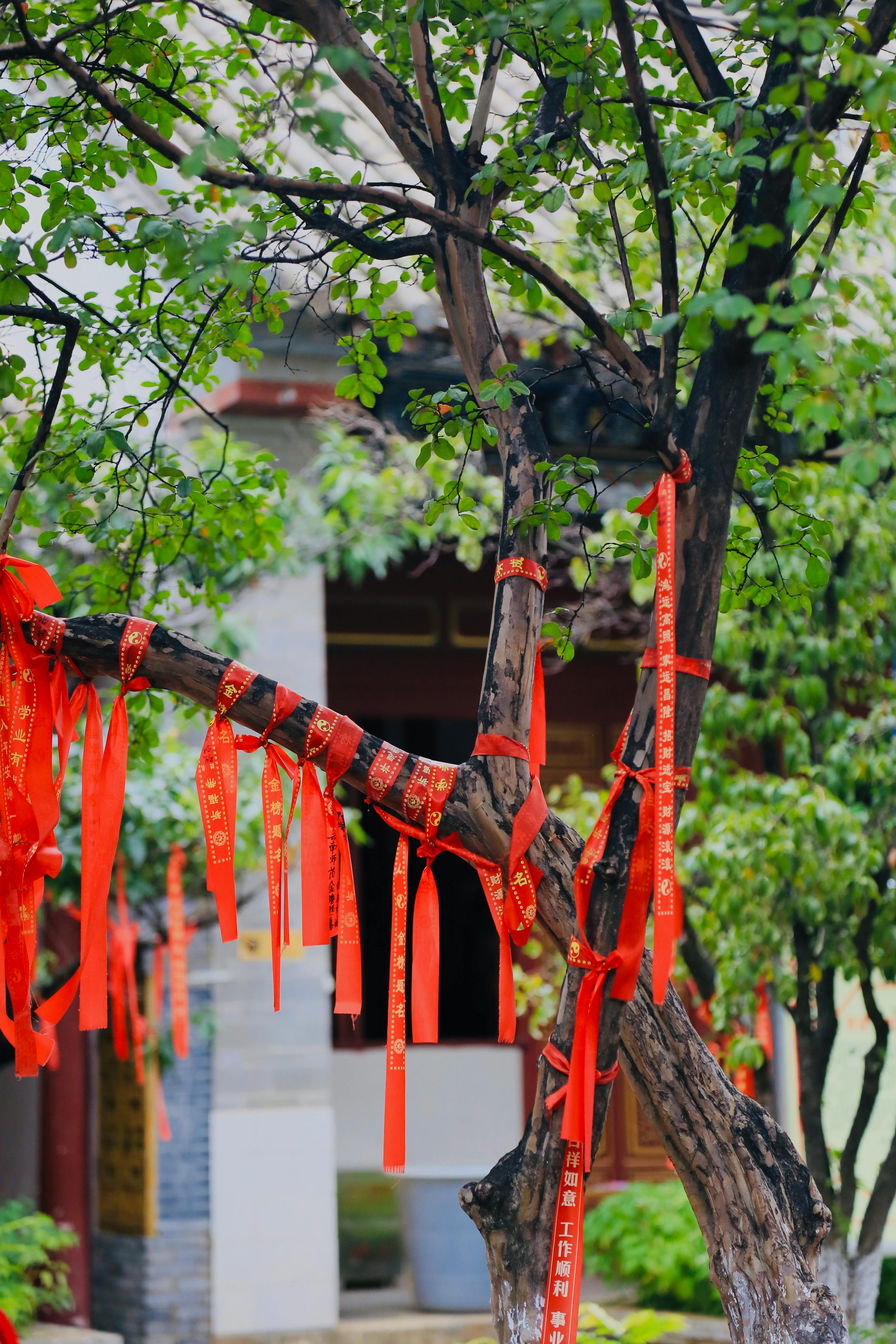 Red Ribbons with Blessings Hanging on a Tree Branch · Free Stock Photo