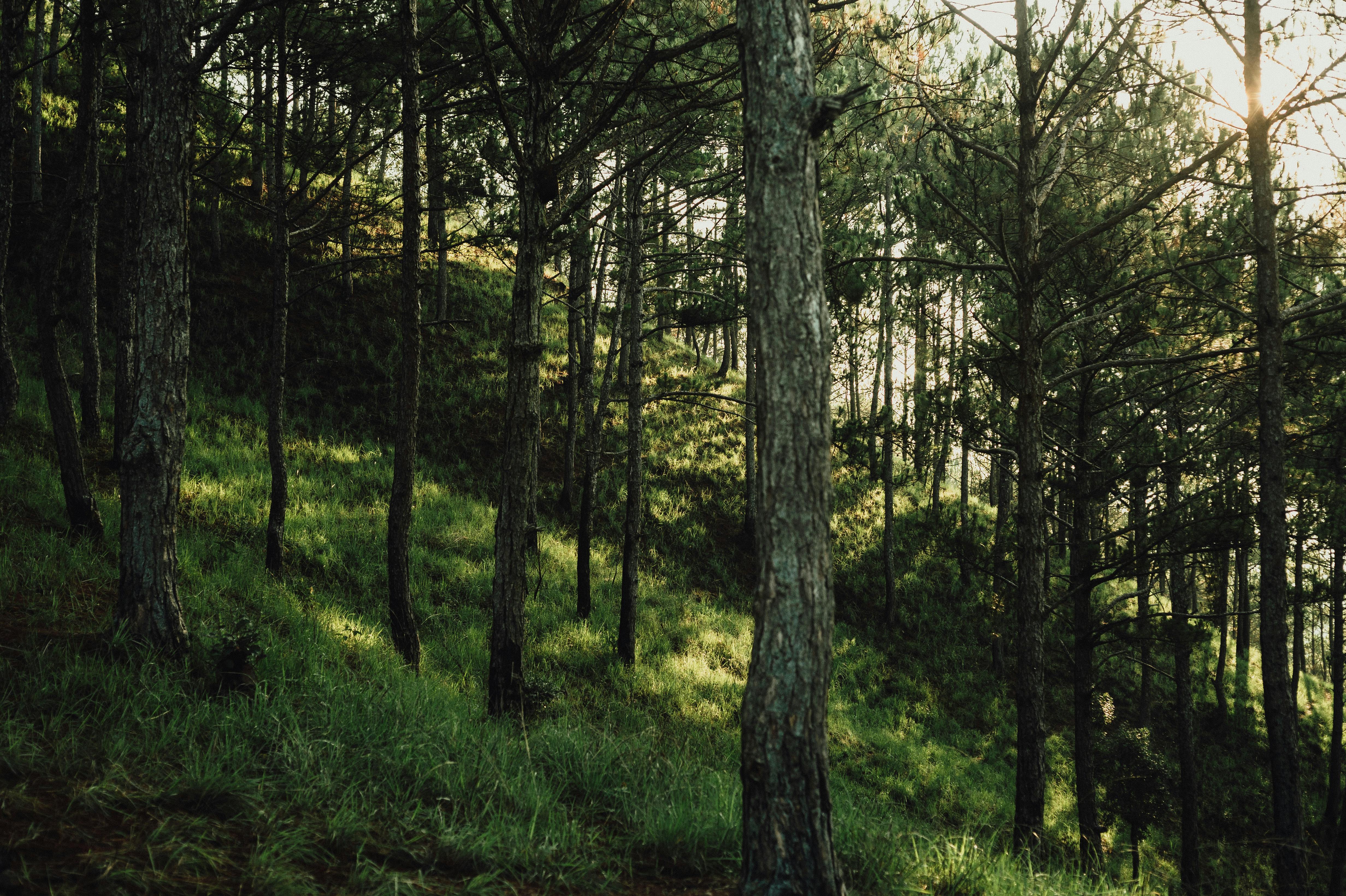 Green Trees on Hill in Forest · Free Stock Photo