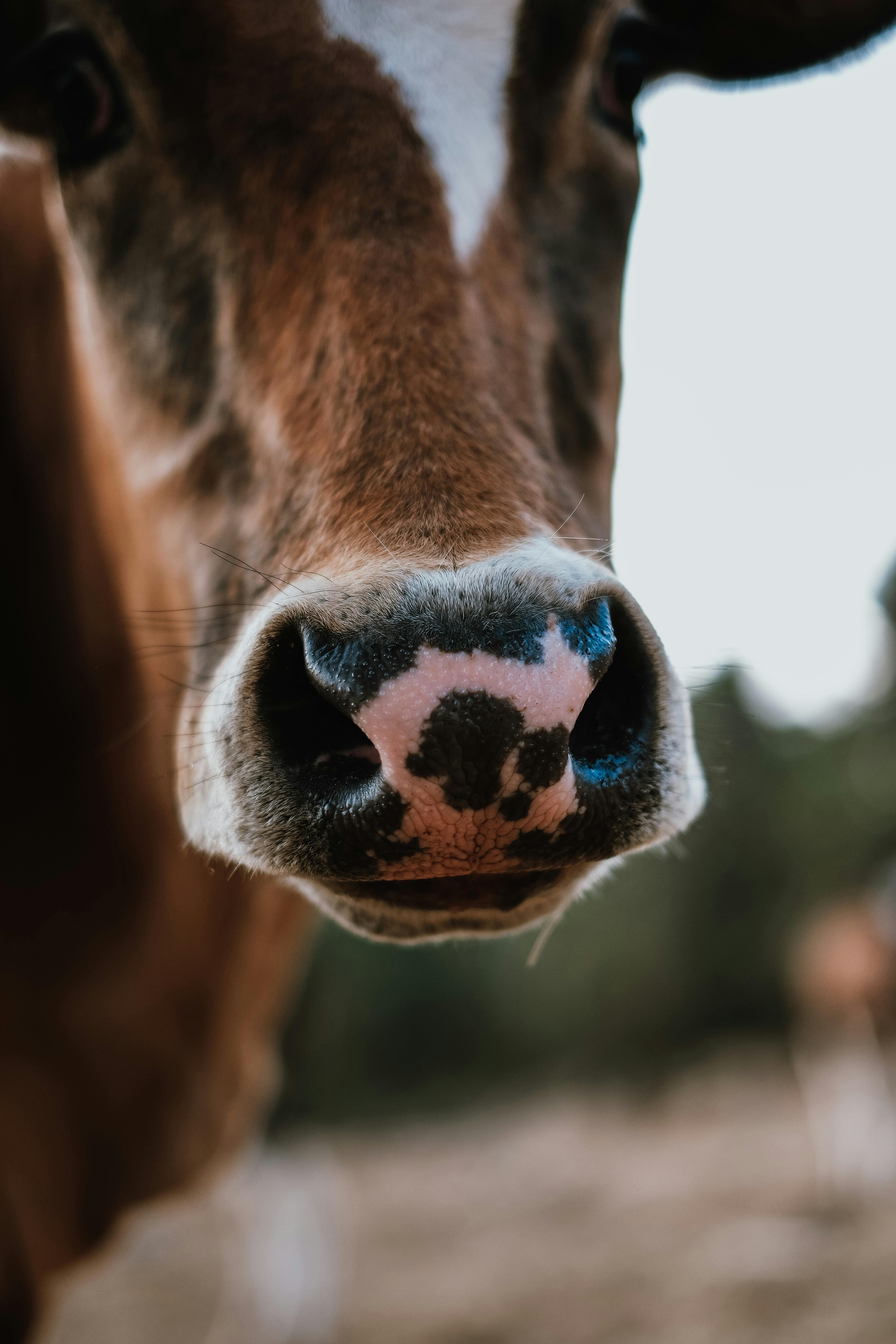 Snout of a Cow · Free Stock Photo