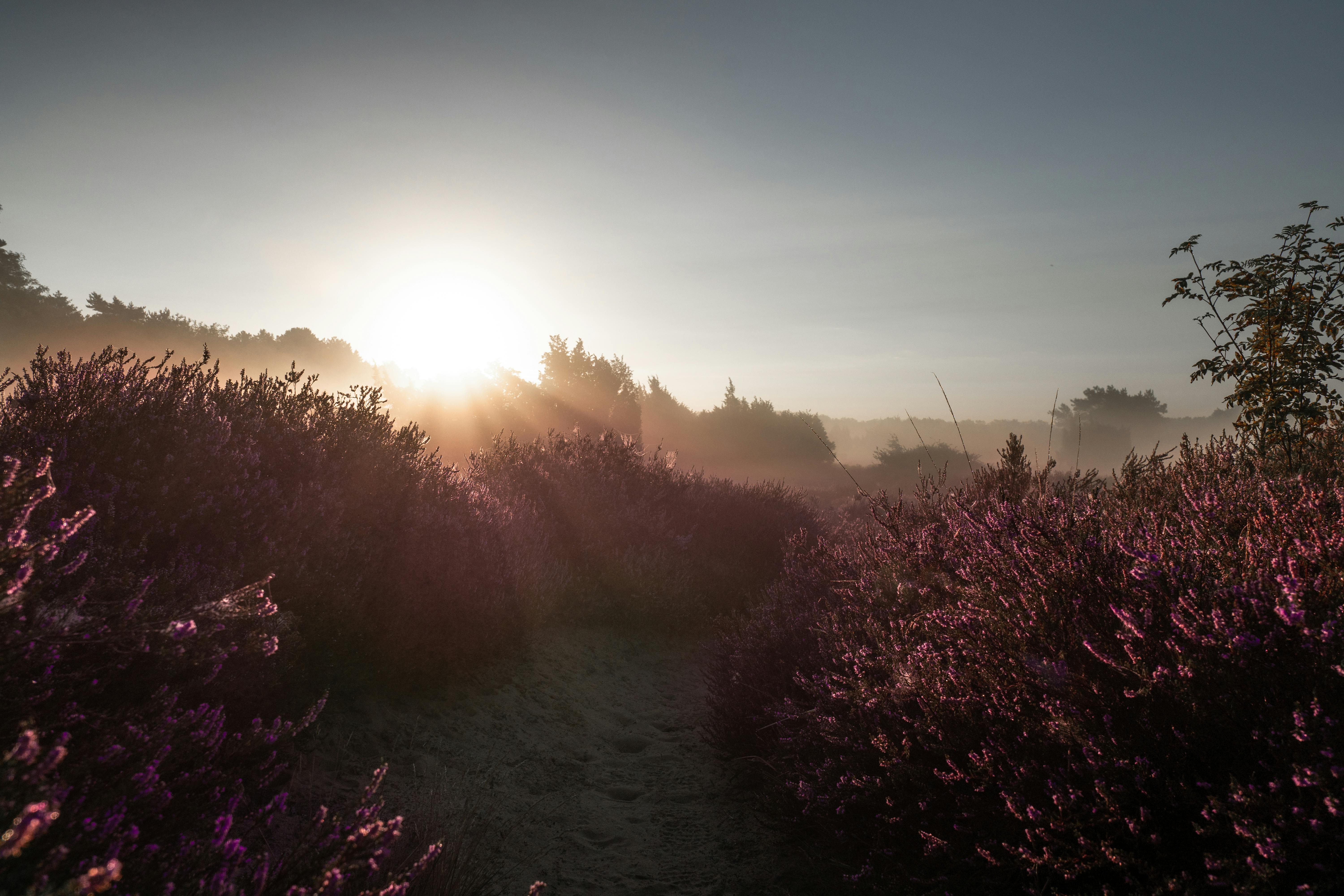 Heide Photos, Download The BEST Free Heide Stock Photos & HD Images