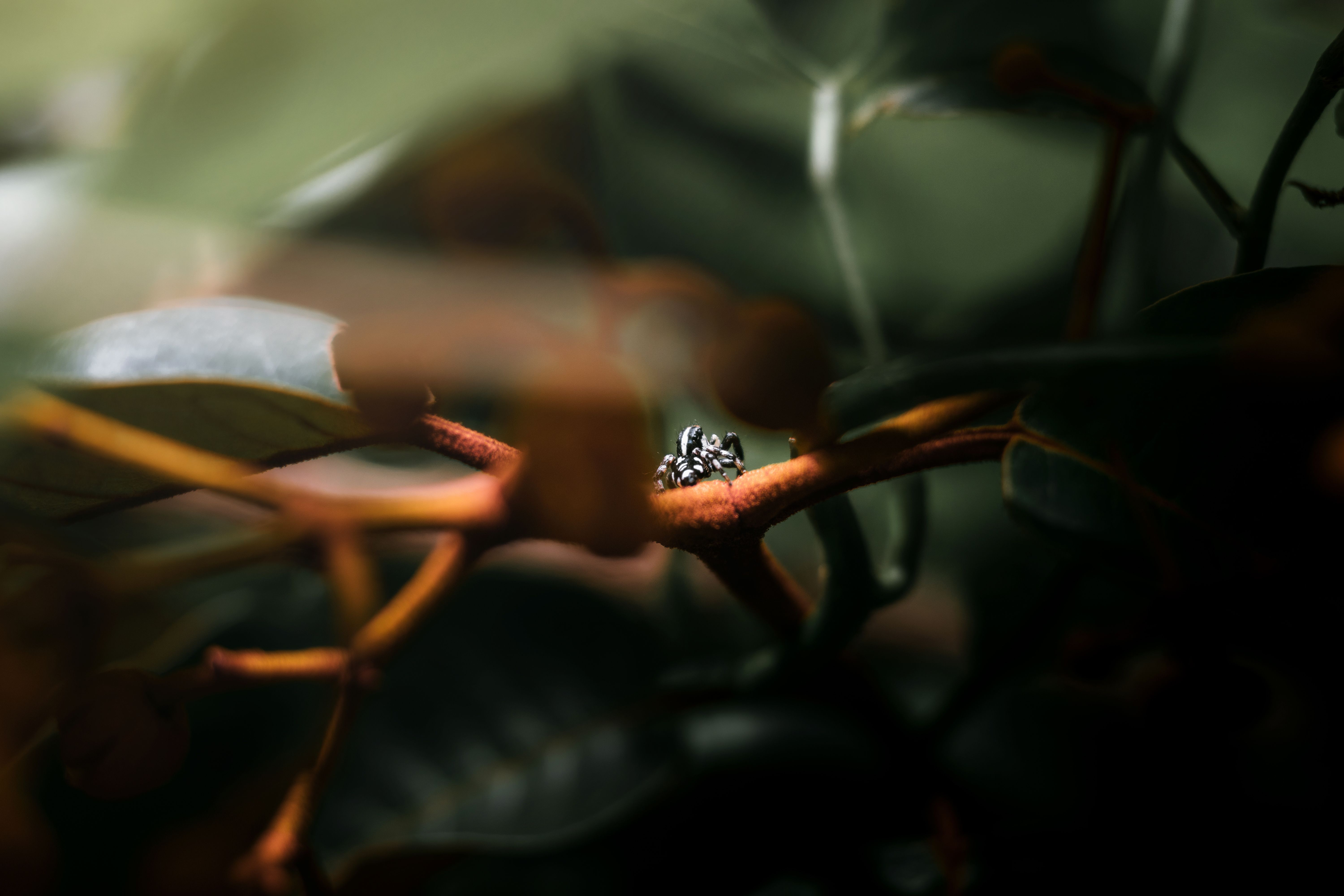 Tiny Zebra Spider Sitting on Tree Branch among Leaves · Free Stock Photo