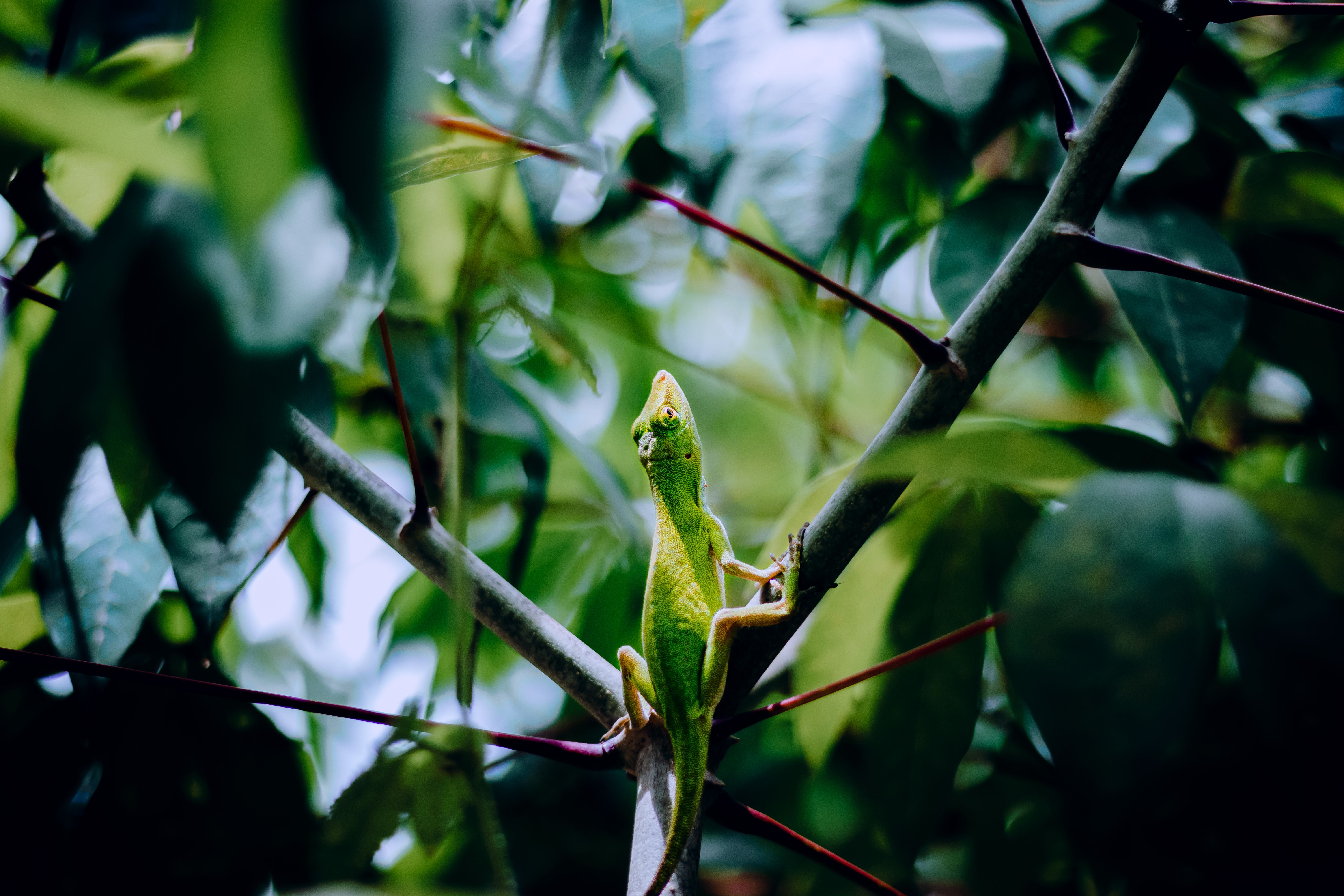 Green Anole Lizard Climbing a Tree · Free Stock Photo