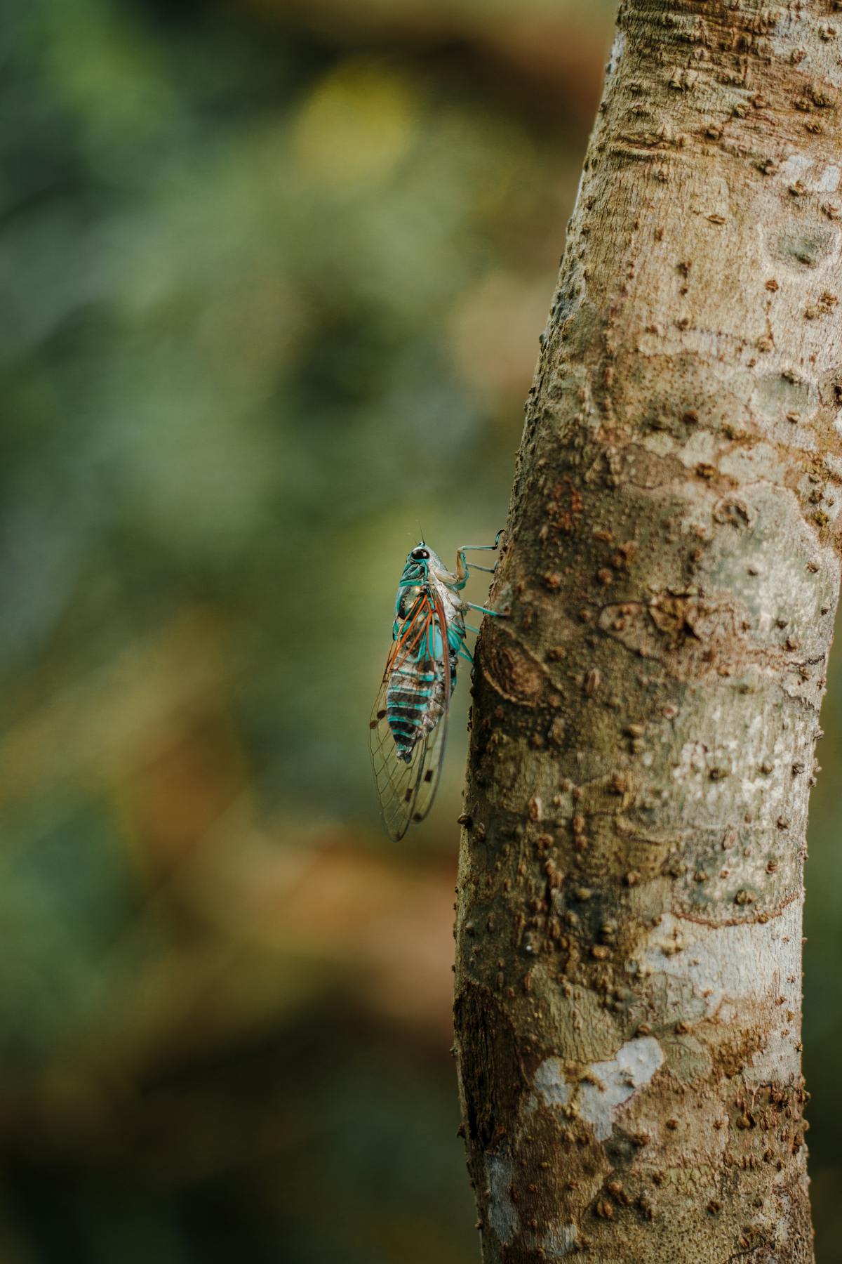 Nba Tree Photos, Download The BEST Free Nba Tree Stock Photos & HD Images