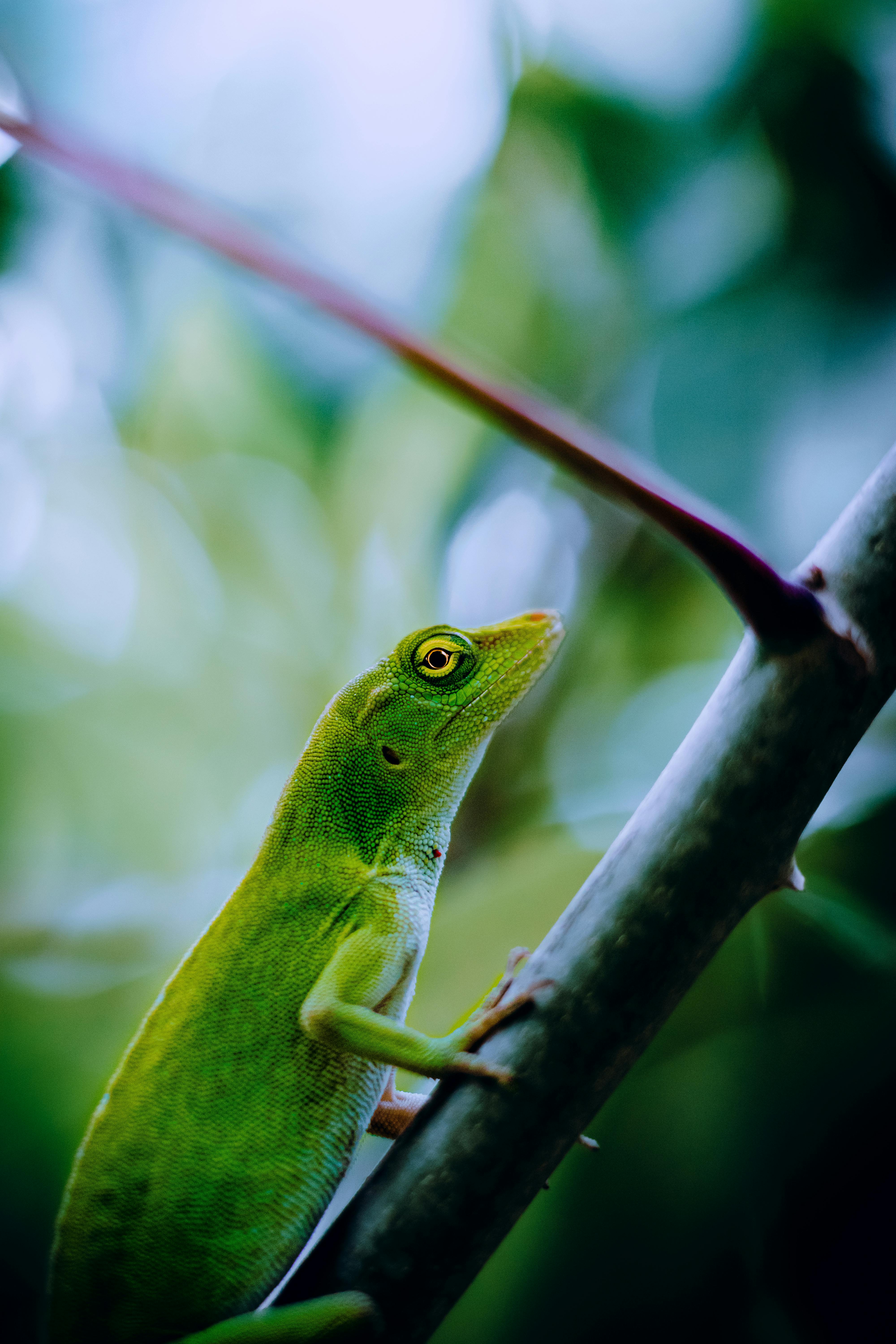 Neotropical Green Anole Sitting on Plant Stem · Free Stock Photo