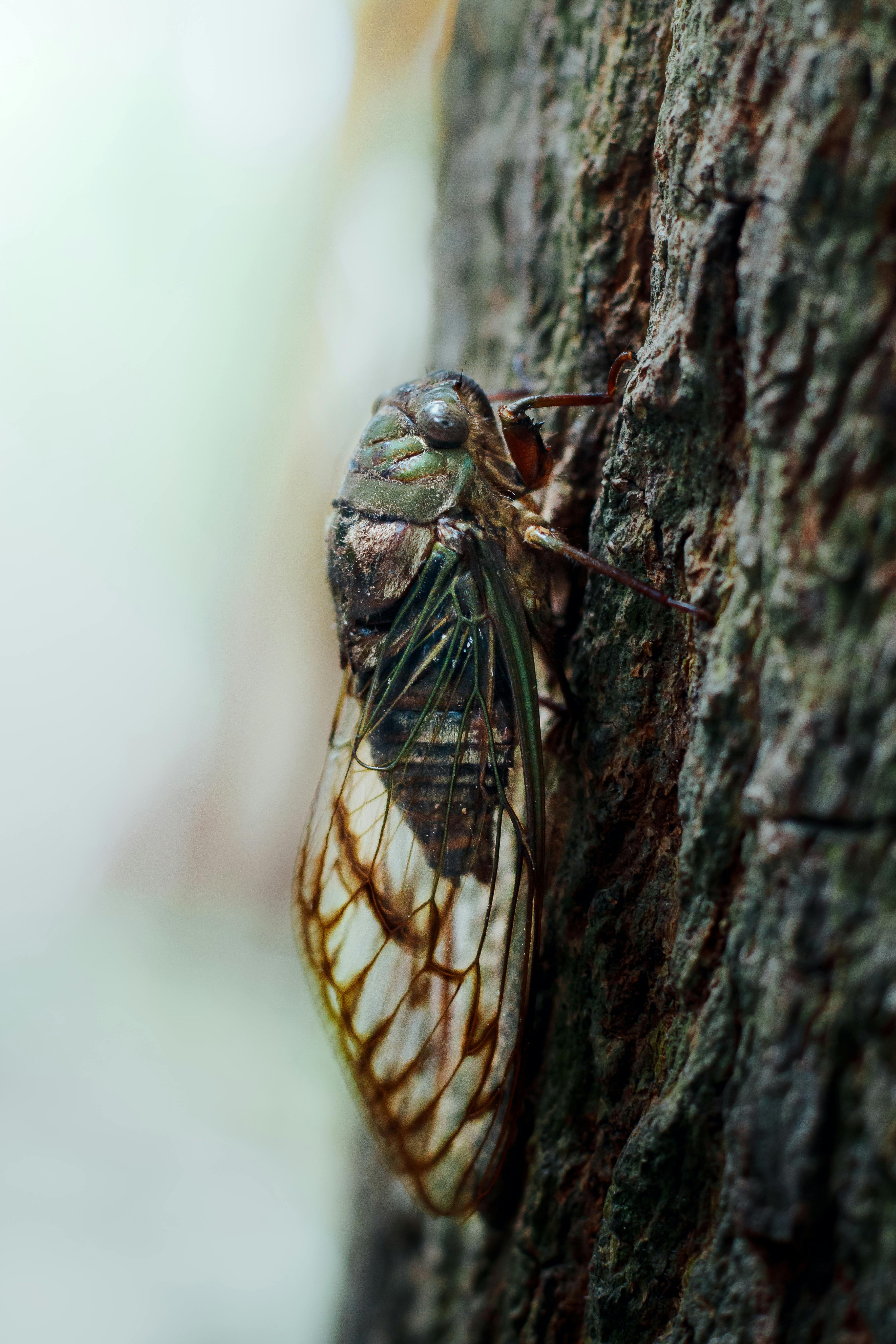 A Close-Up Shot of a Cicada's Molt · Free Stock Photo