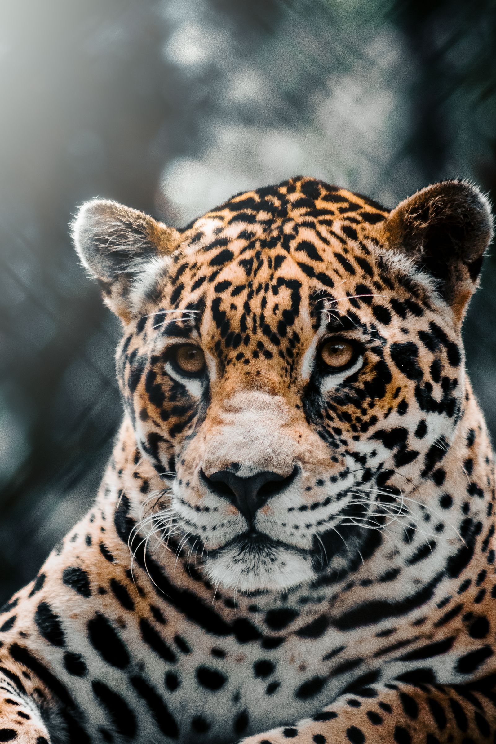Jaguar Cat Photos, Download The BEST Free Jaguar Cat Stock Photos & HD ...
