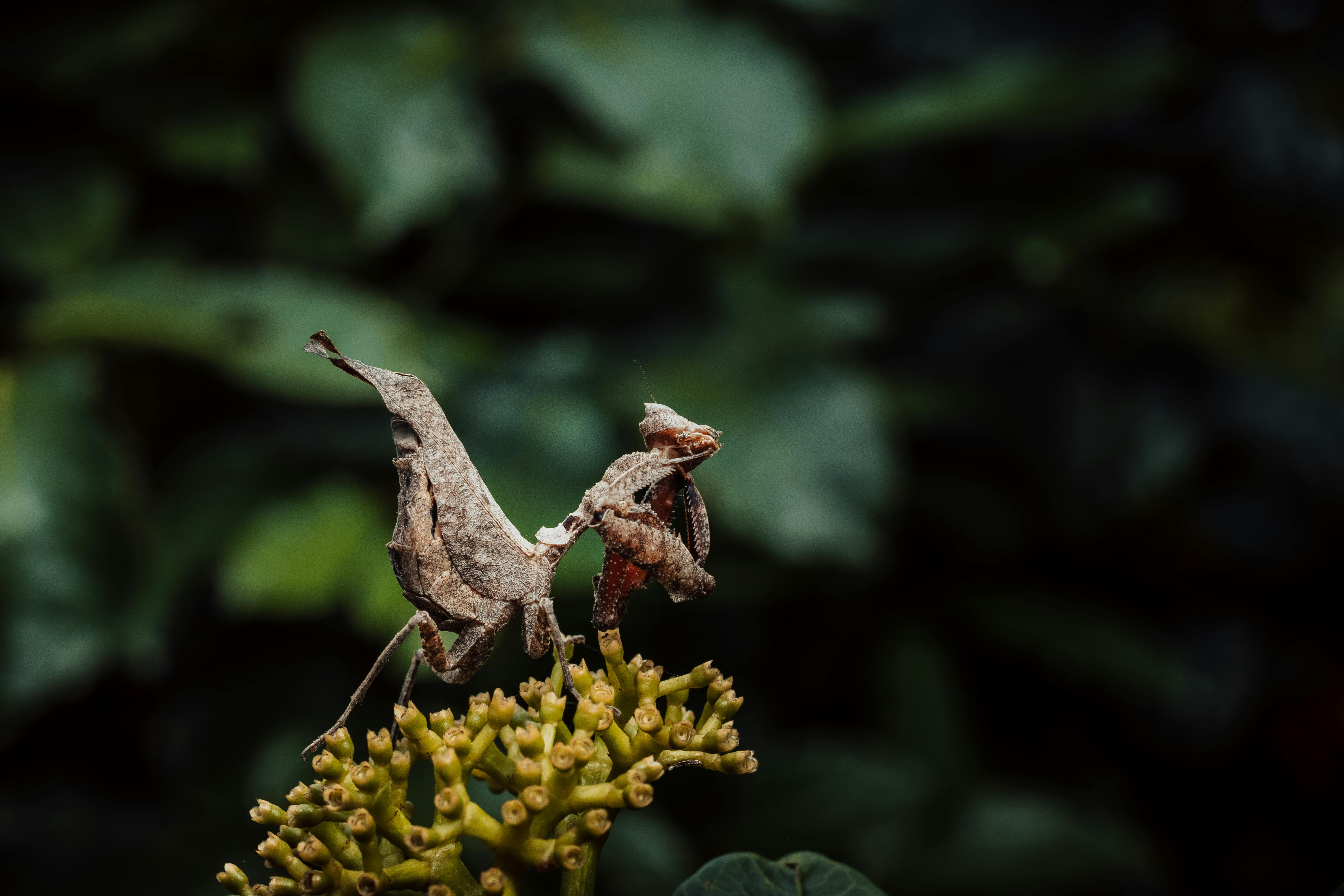 Flower Mantis Standing on Dead Leaf · Free Stock Photo