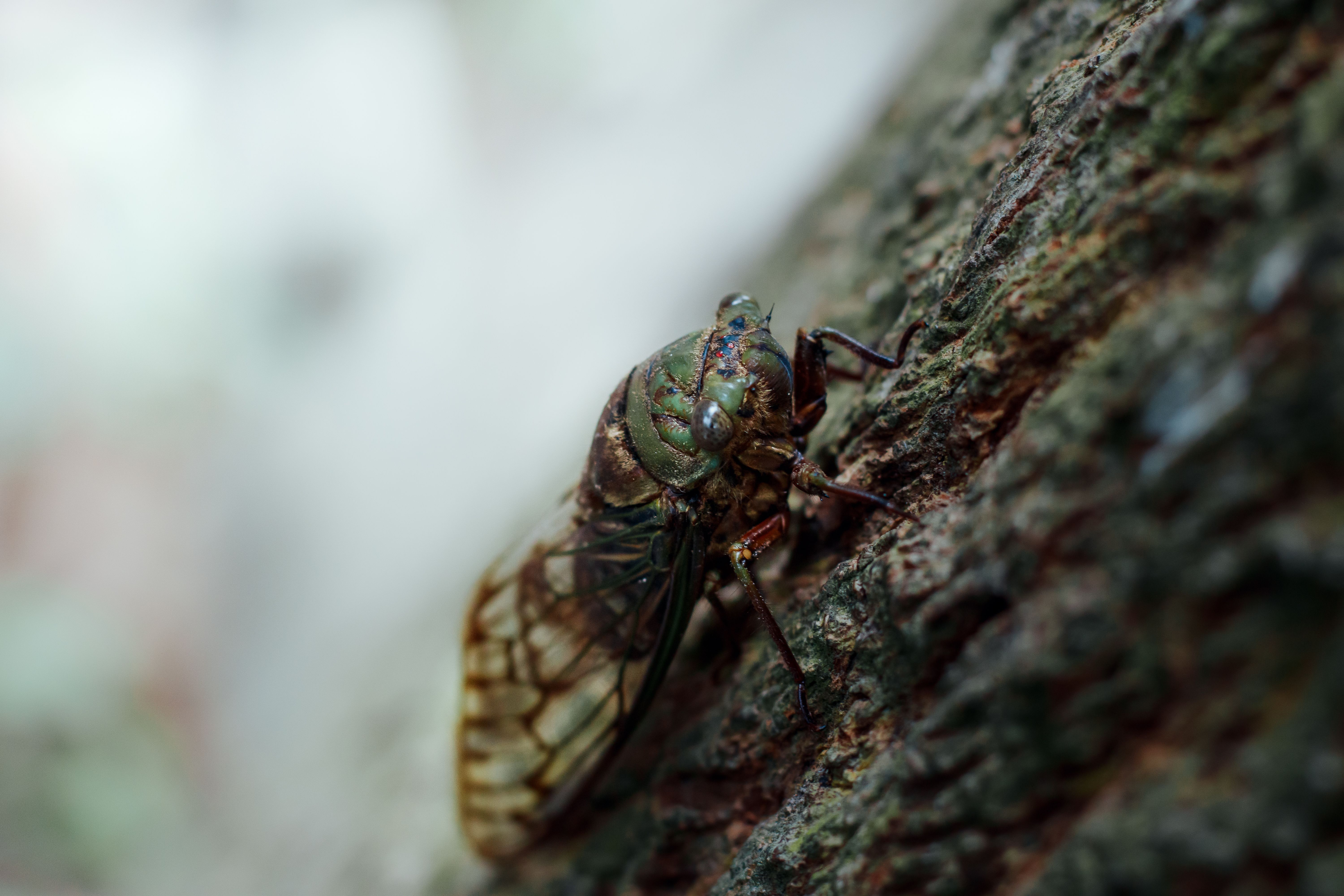 A Close-Up Shot of a Cicada's Molt · Free Stock Photo