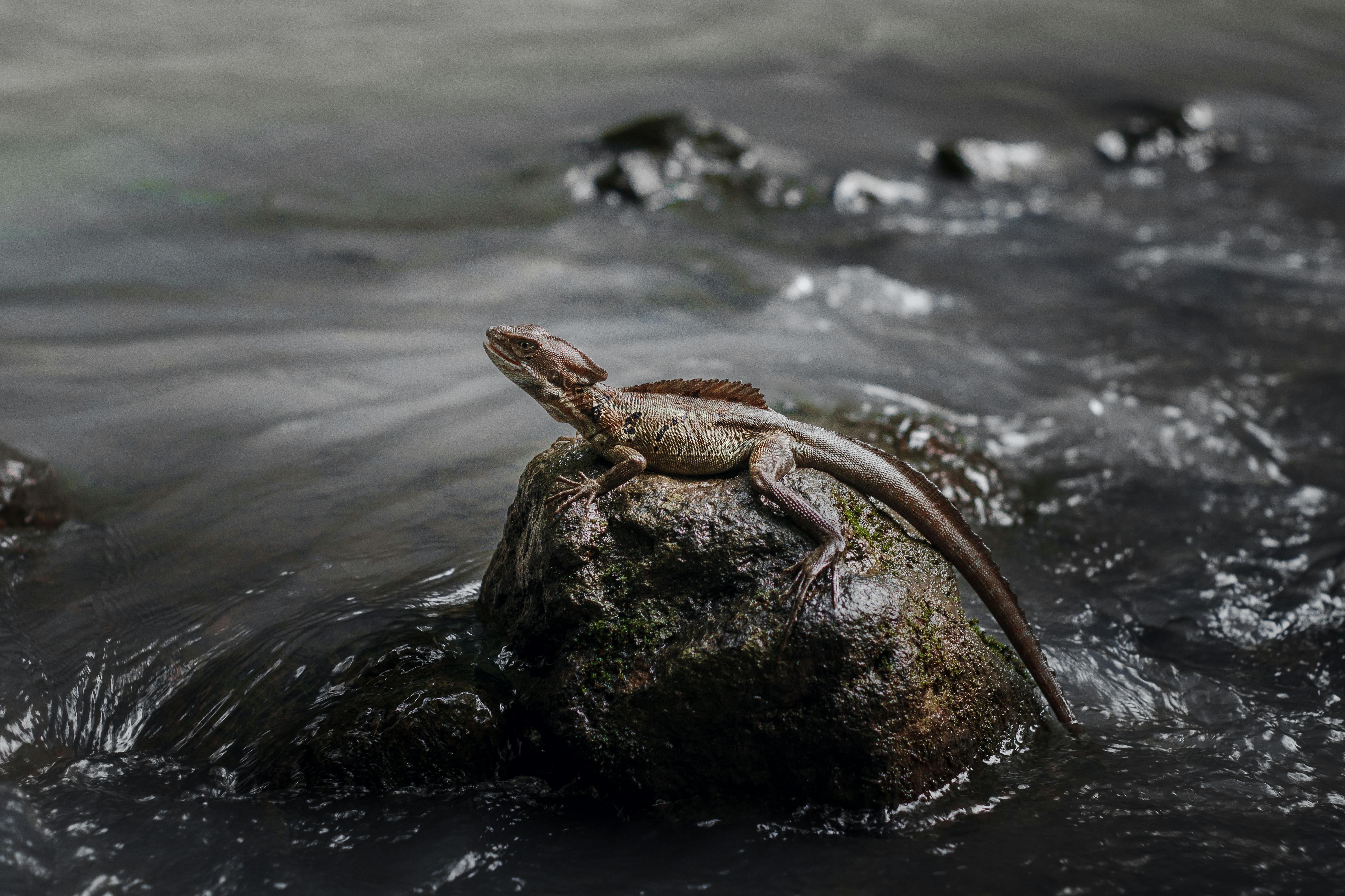 Common Basilisk Sitting on Rock in Water · Free Stock Photo