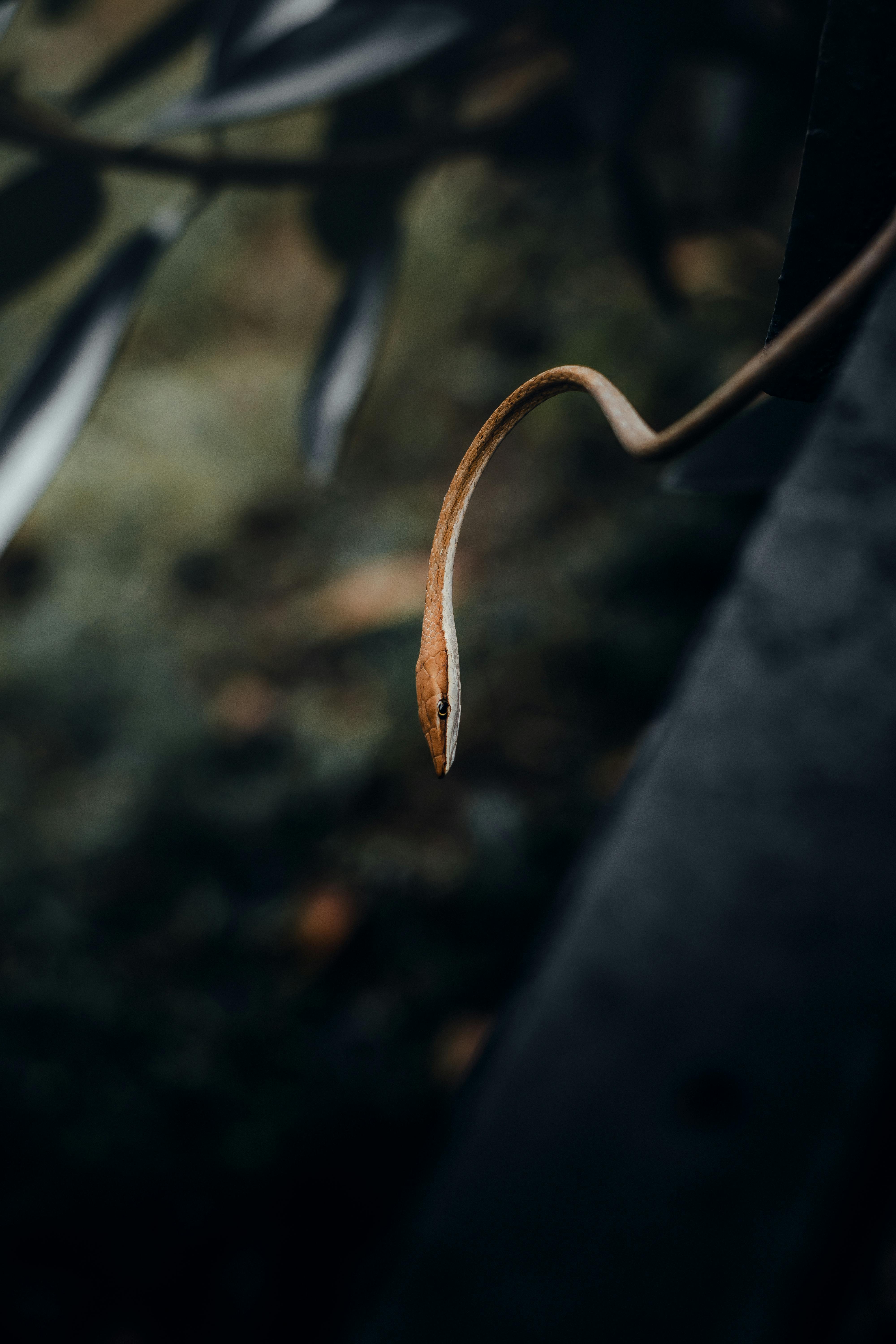 Snake in Yard · Free Stock Photo