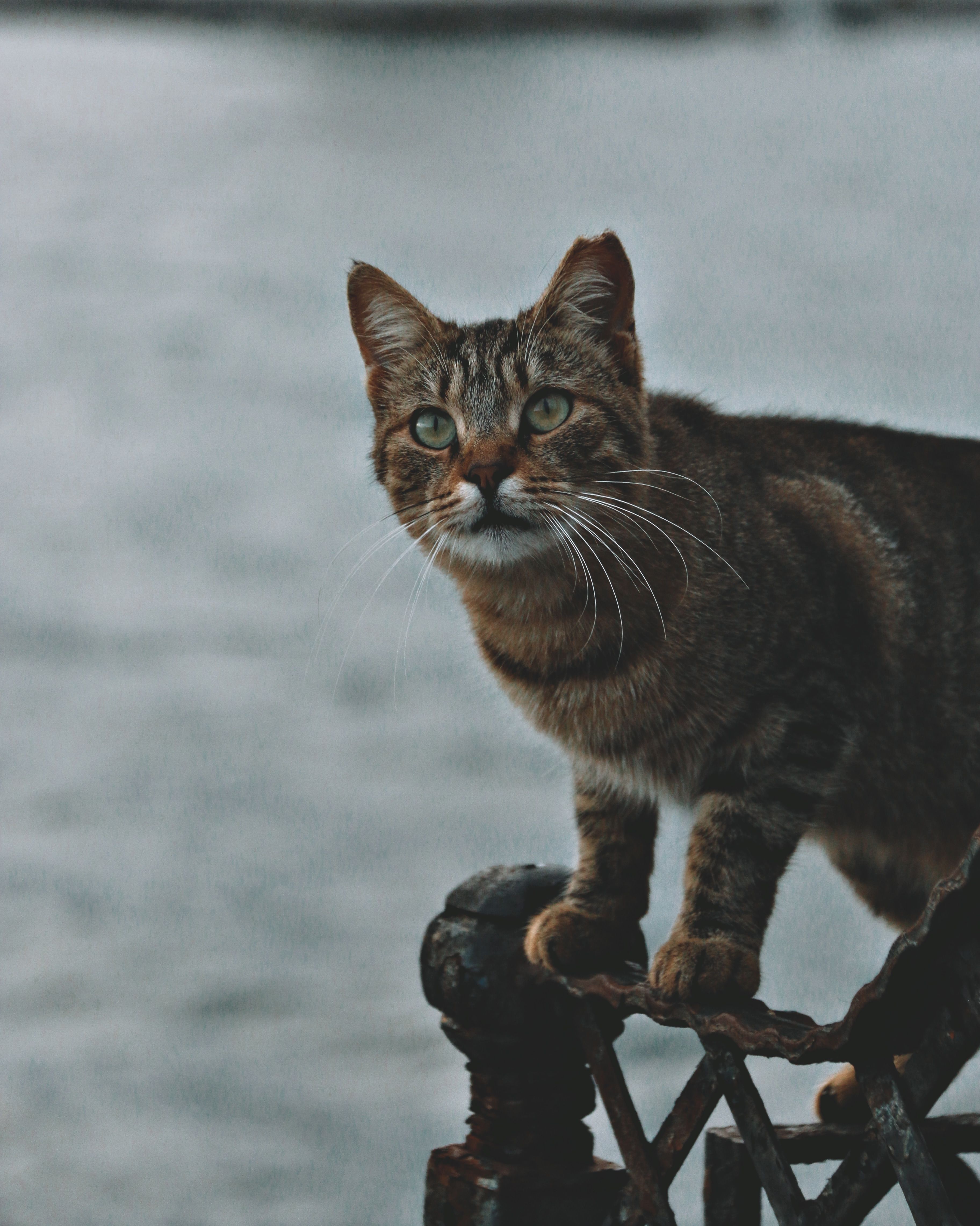 Brother Whiskers Photos, Download The BEST Free Brother Whiskers Stock ...