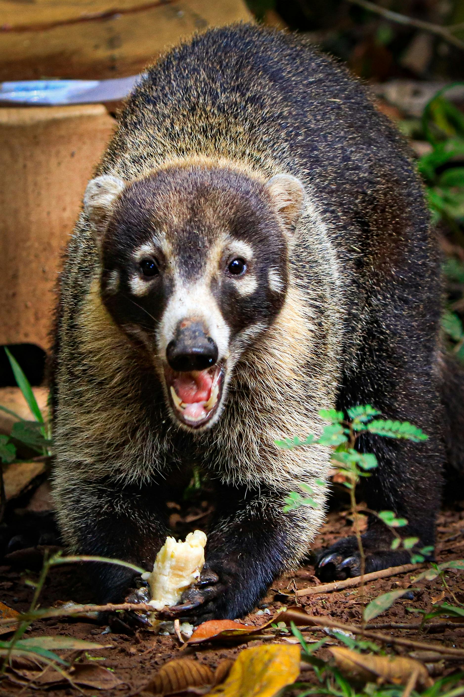Angry Coatimundi Holding Food · Free Stock Photo