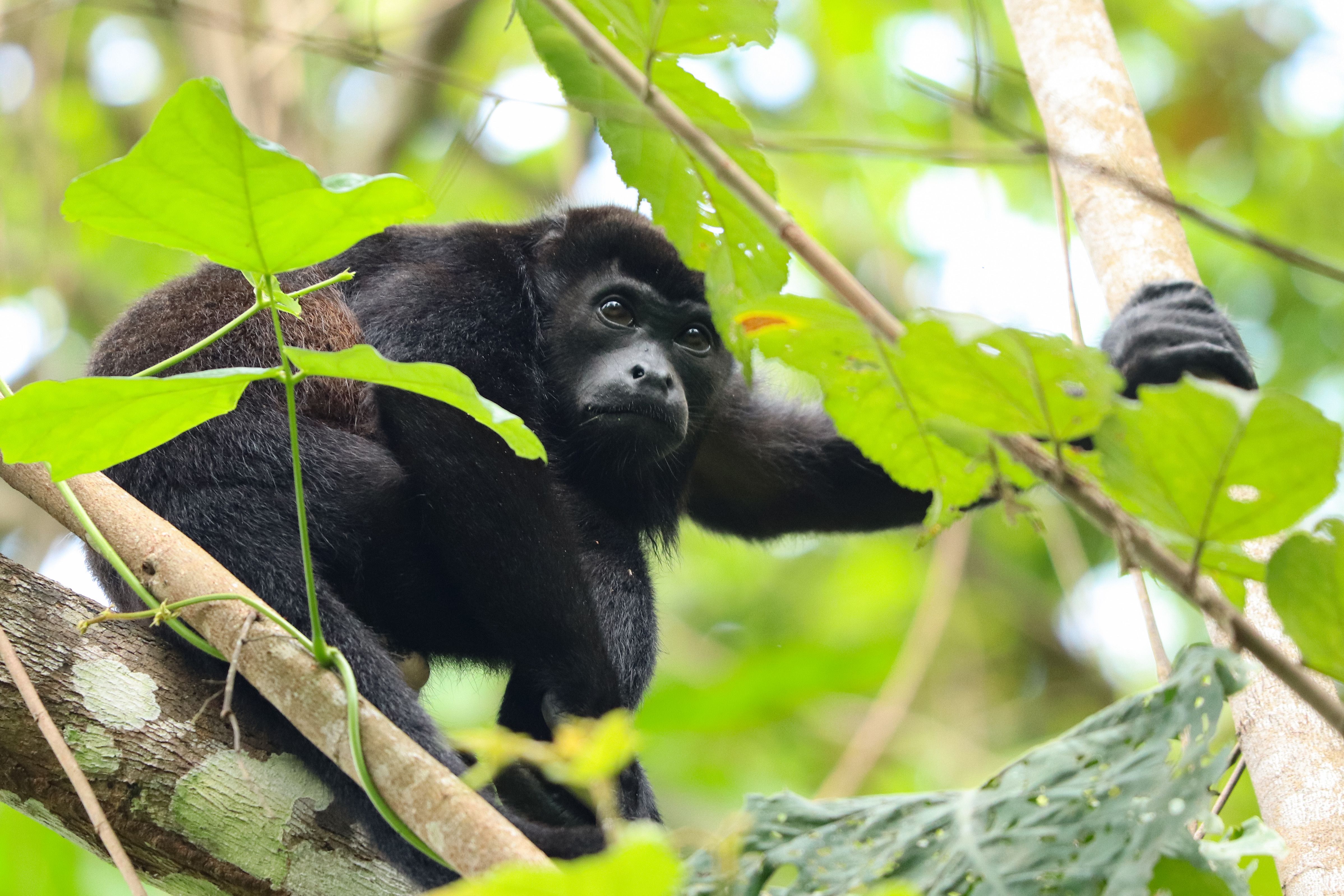 Foto de stock gratuita sobre alouatta palliata, américa del norte ...