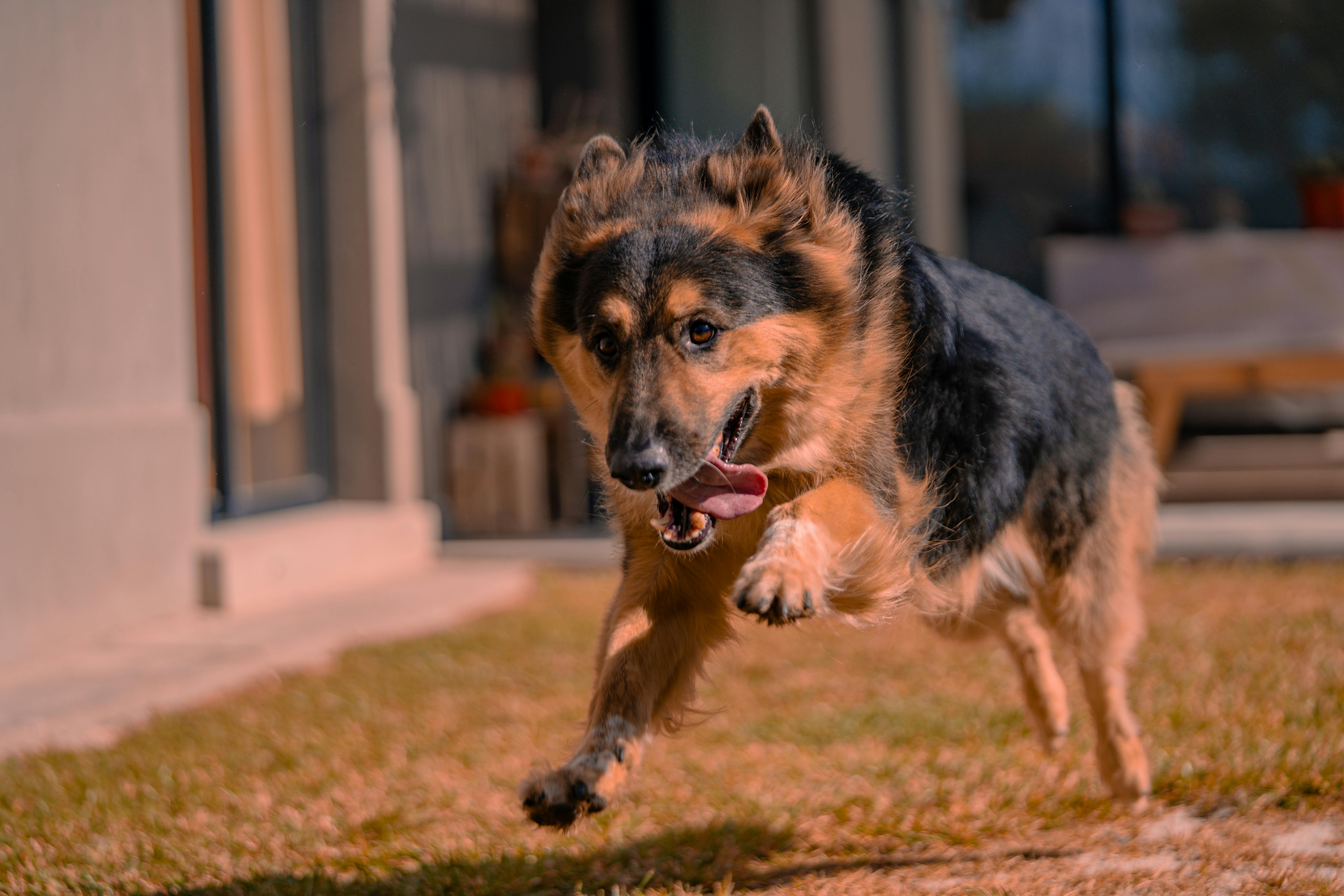 Photo of a Running Dog · Free Stock Photo