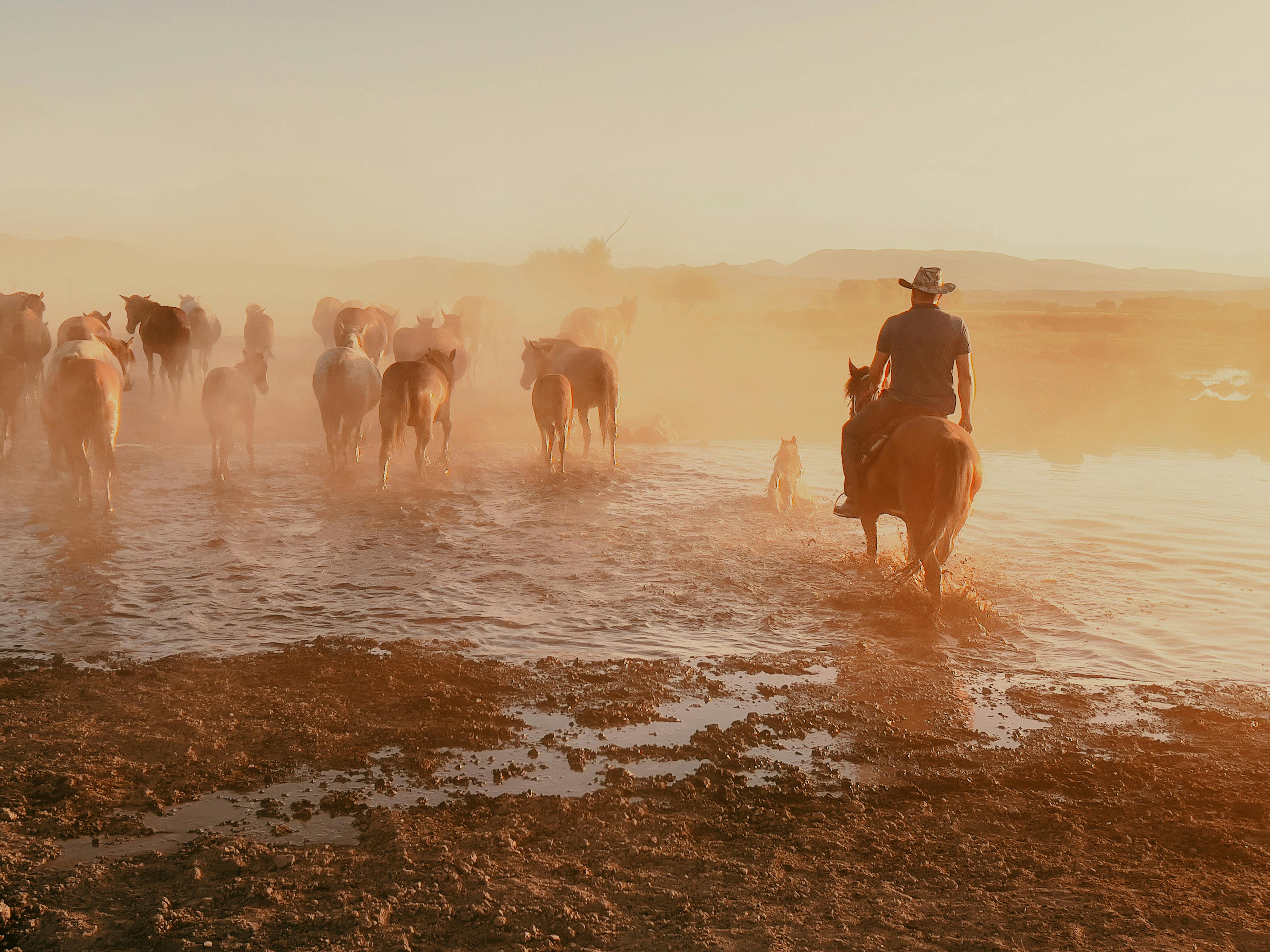 Cowboy riding a Horse on the River · Free Stock Photo