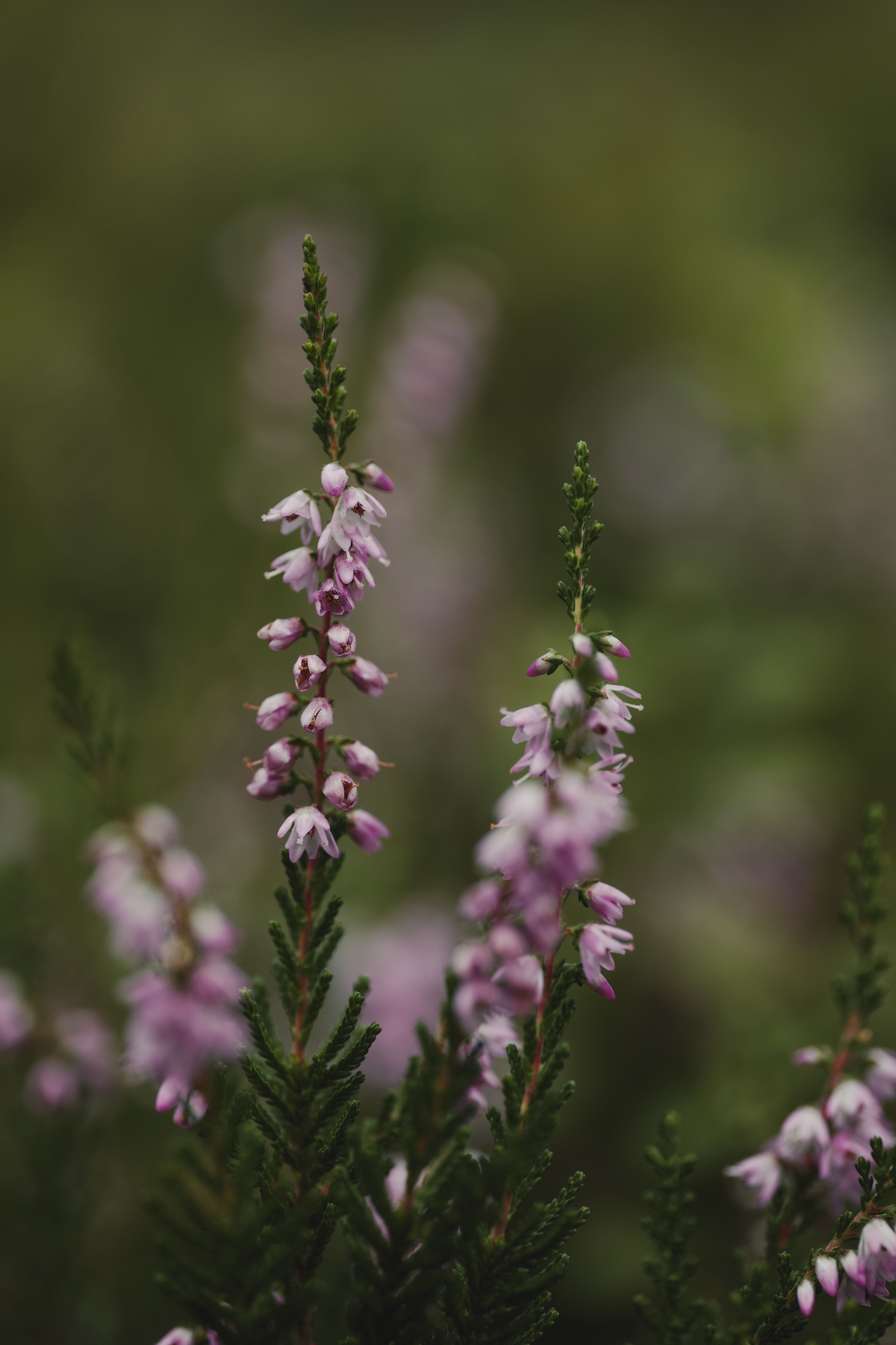 Plant Afbeeldingen Photos, Download The BEST Free Plant Afbeeldingen ...