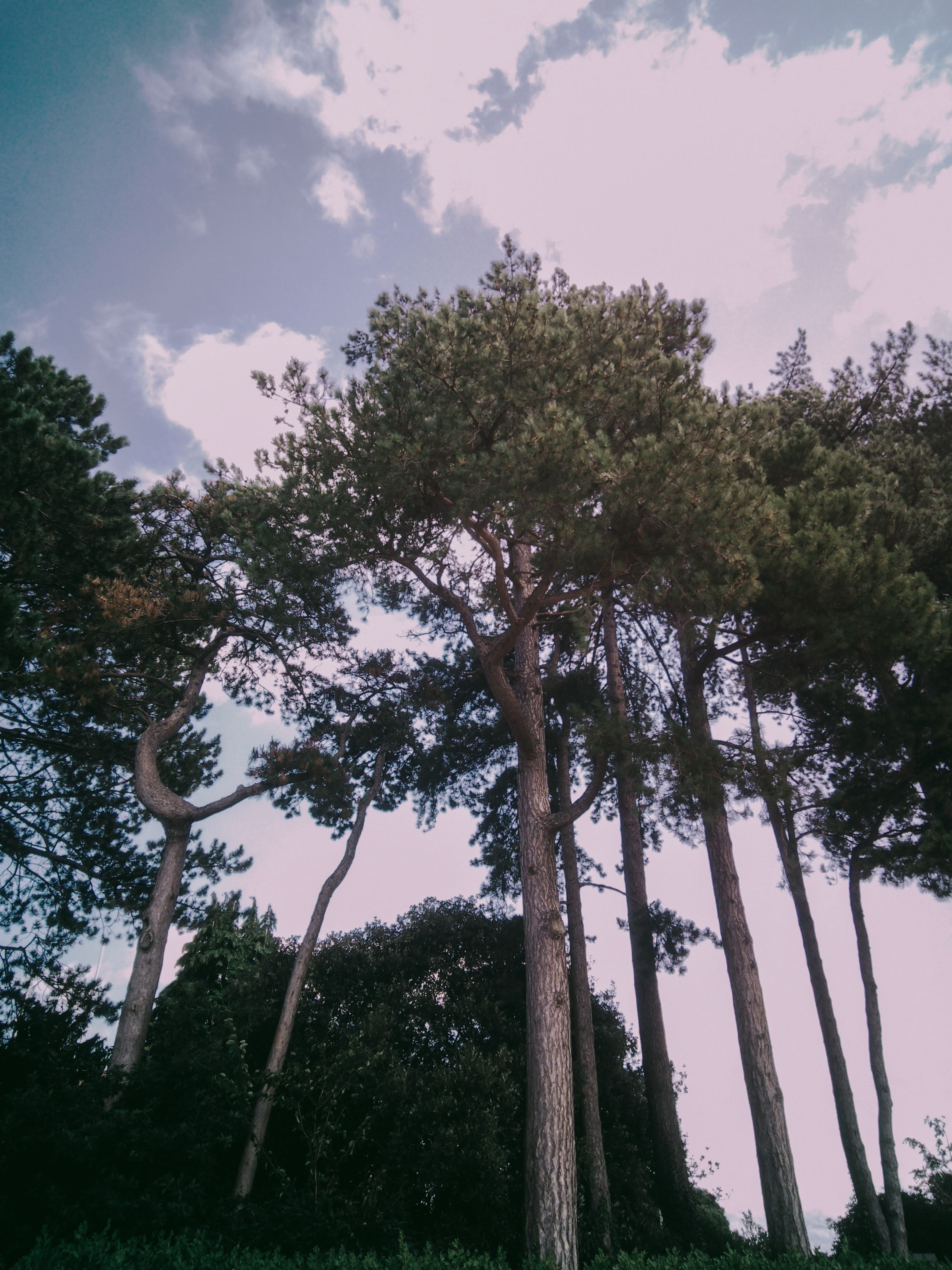 High Pine Trees · Free Stock Photo