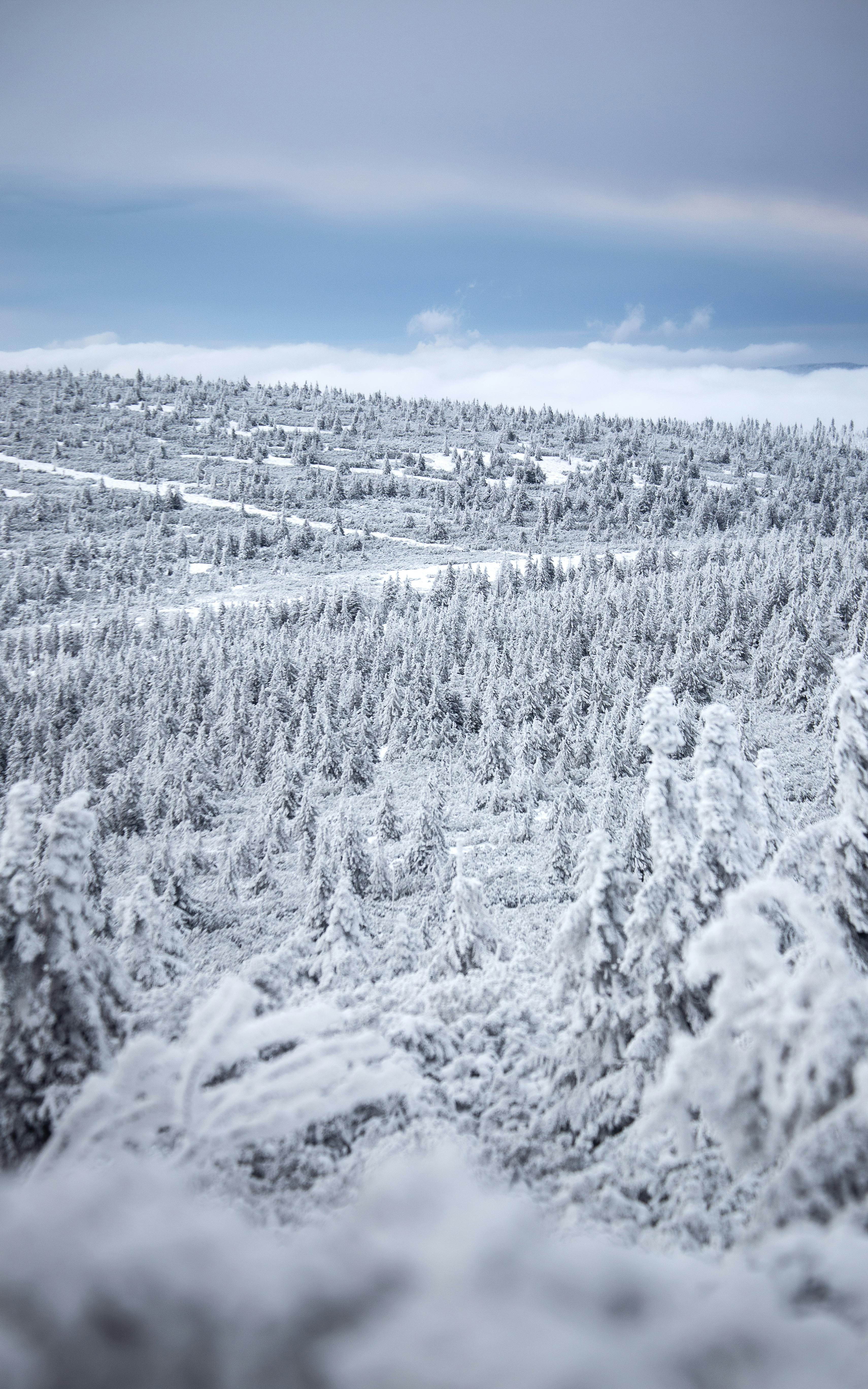 "Frozen Forest" · Free Stock Photo