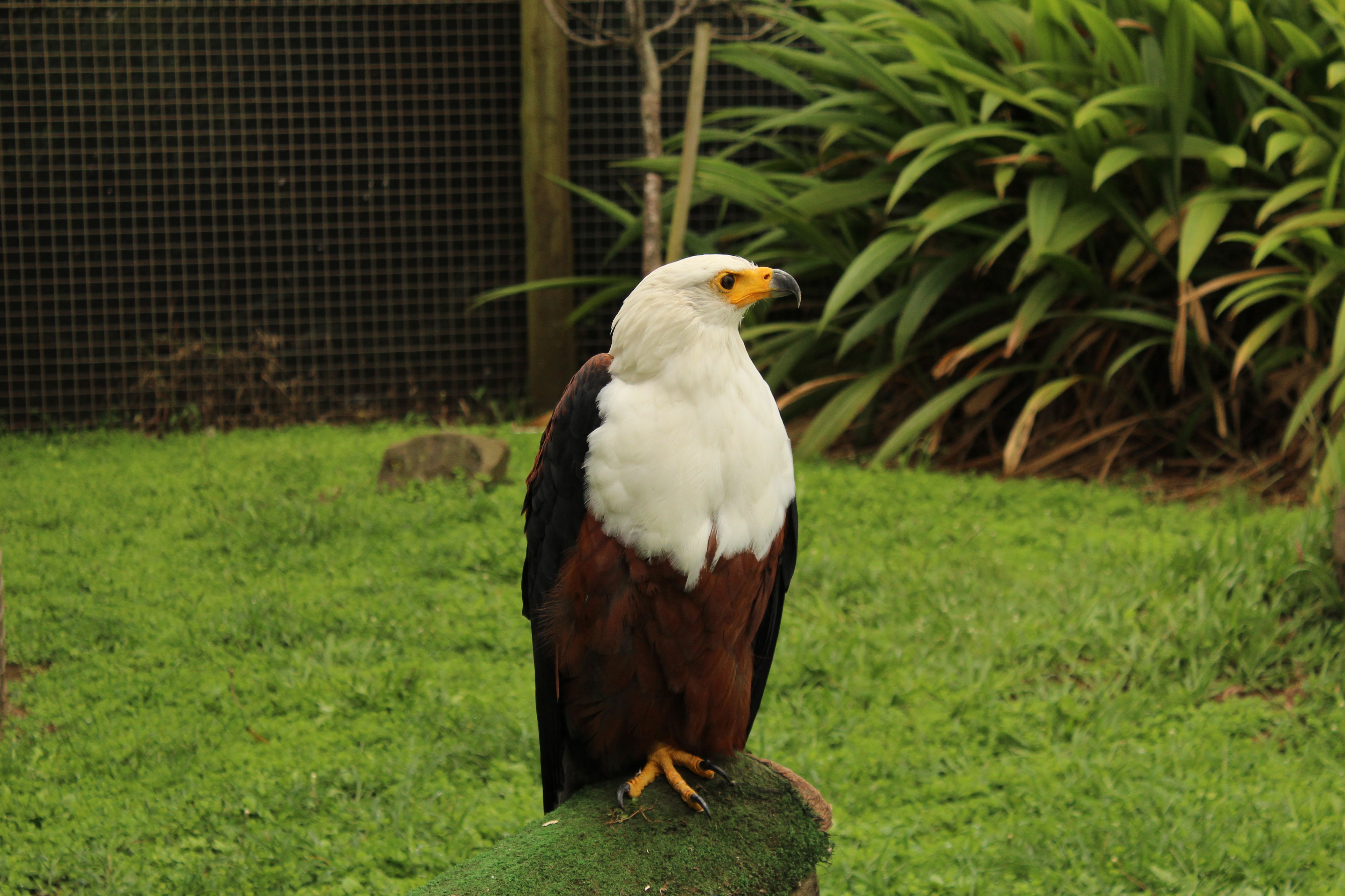 An Eagle Perched on the Stem of a Tree while Spreading it's Wings ...