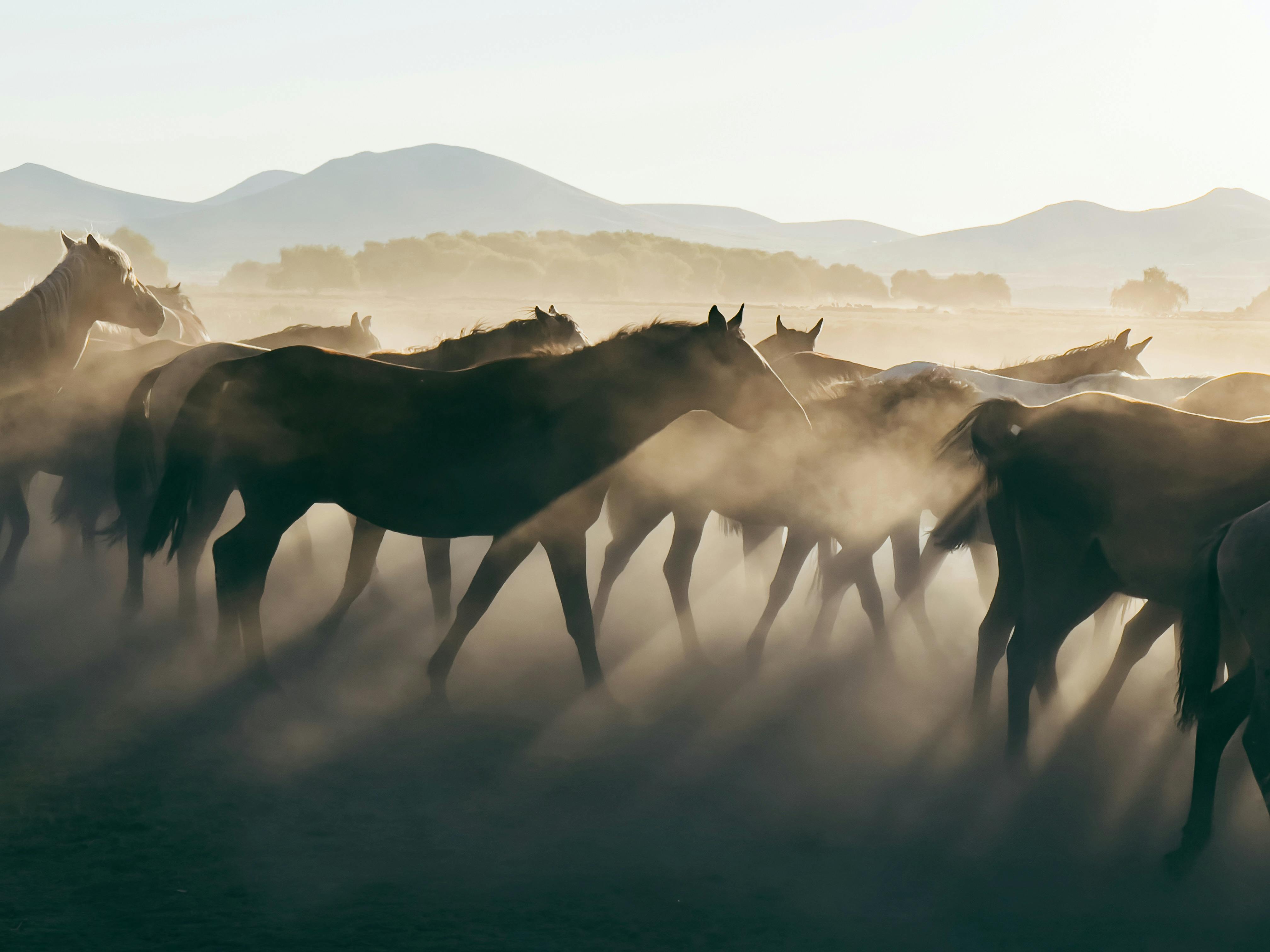 Herd of Horses Walking in Dust on Farm · Free Stock Photo