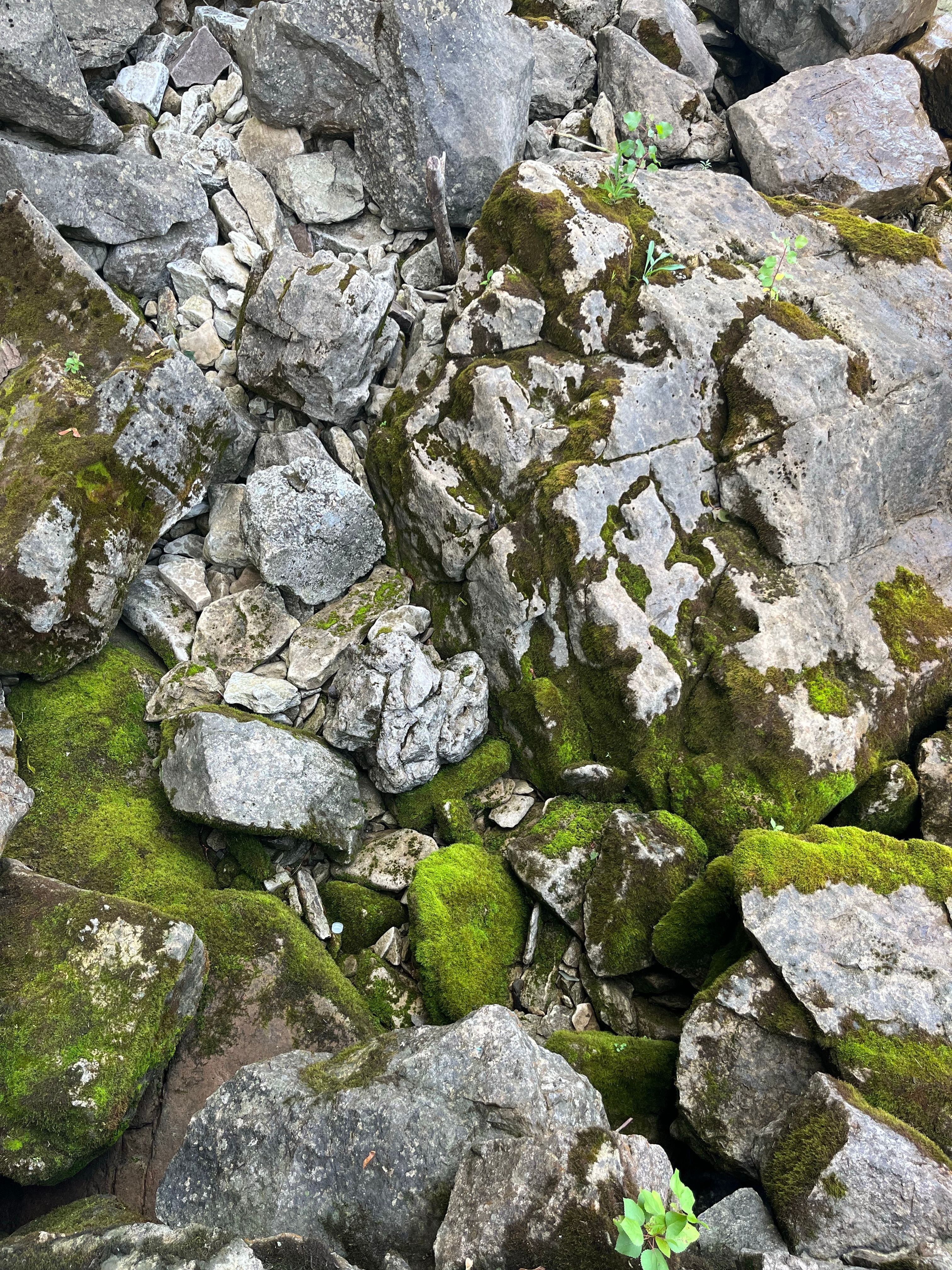 Rocks in Moss · Free Stock Photo