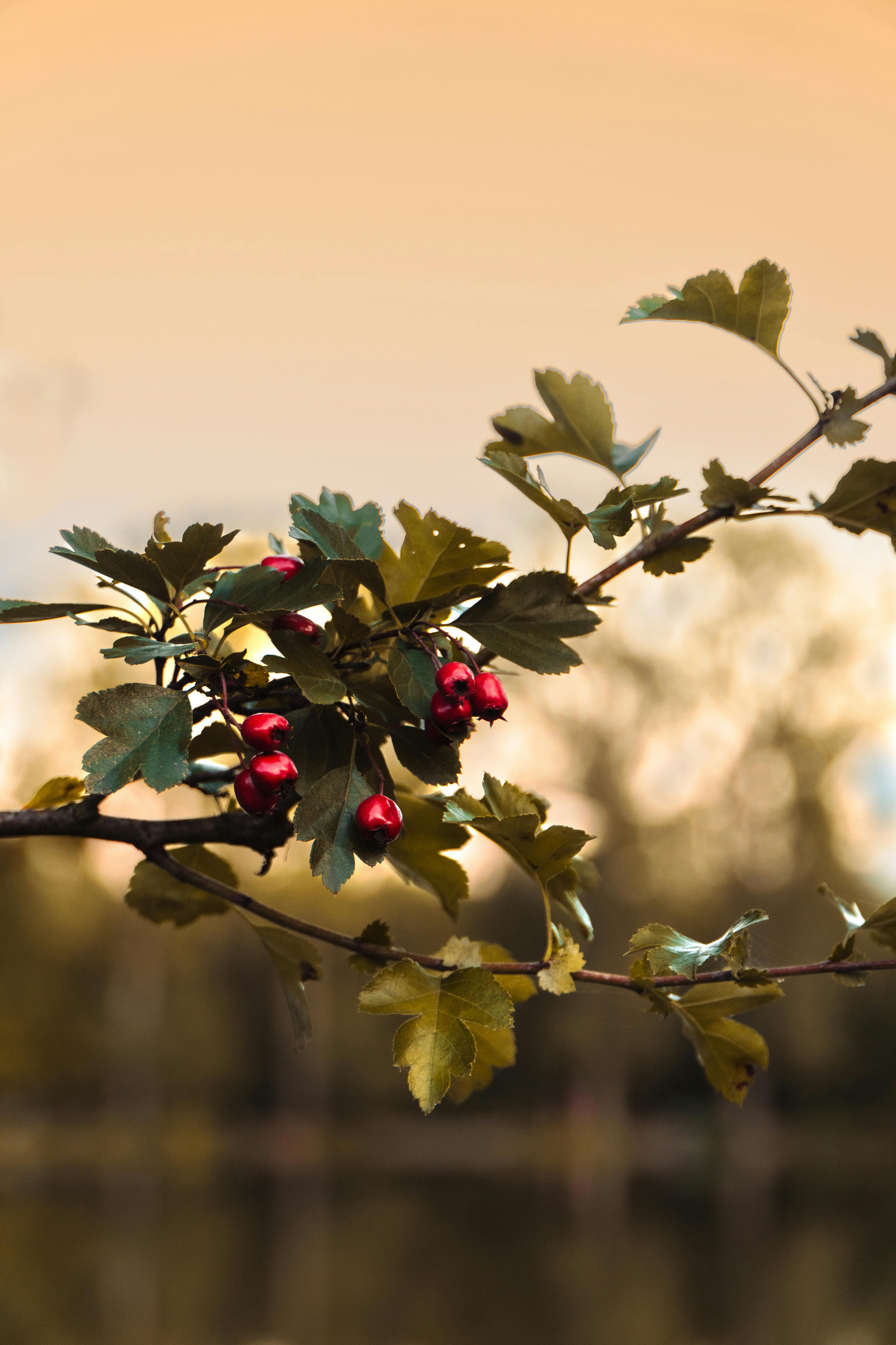 Branches with Berries · Free Stock Photo