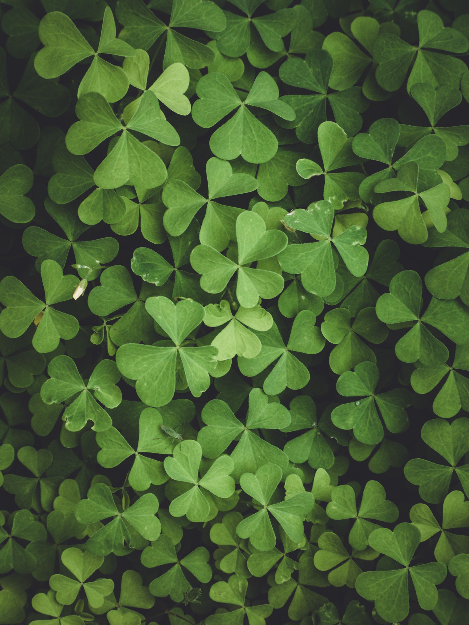 Shamrocks Wallpapers Photos, Download The BEST Free Shamrocks ...