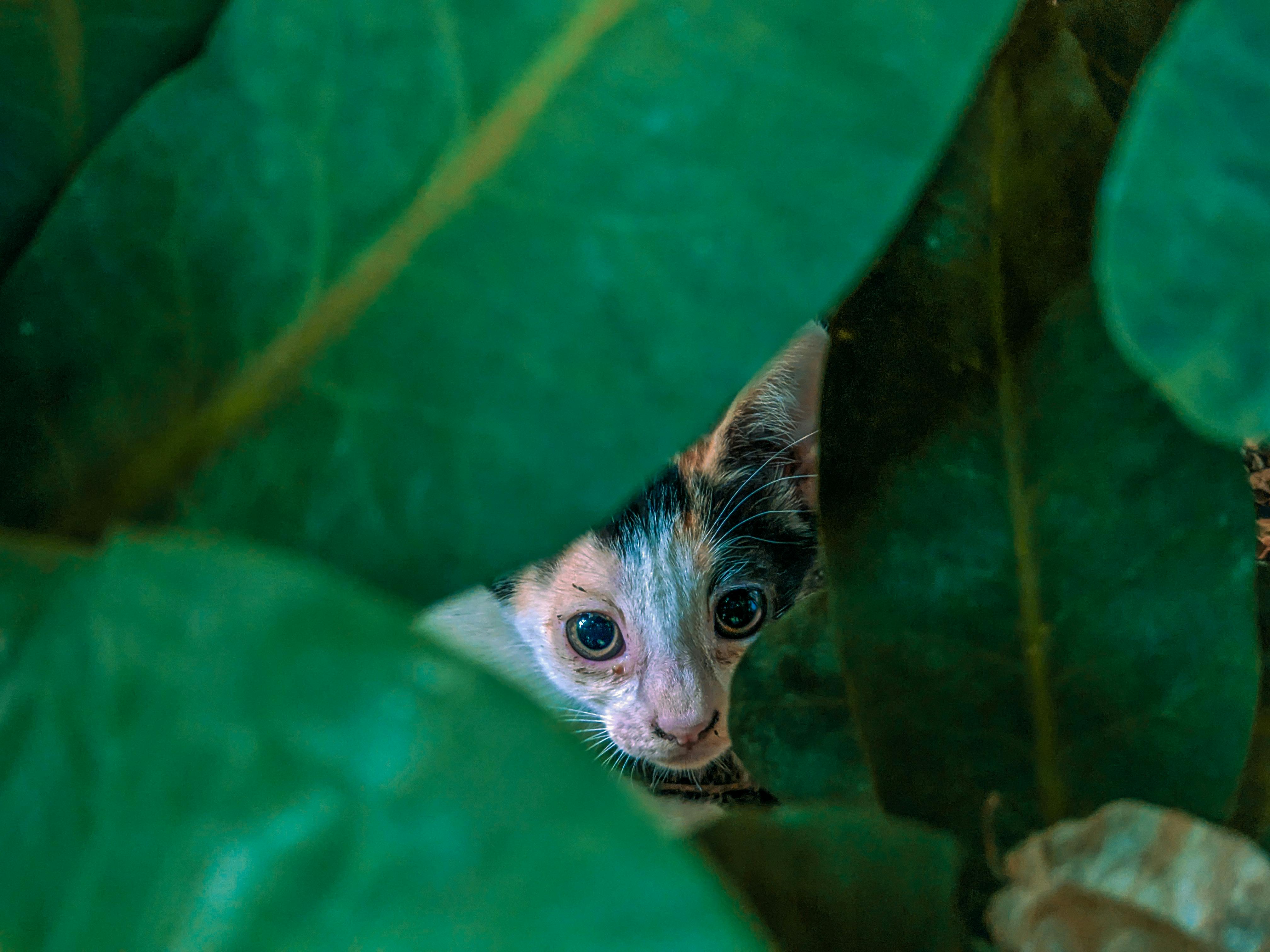 Muhammad Taha - Fotografie