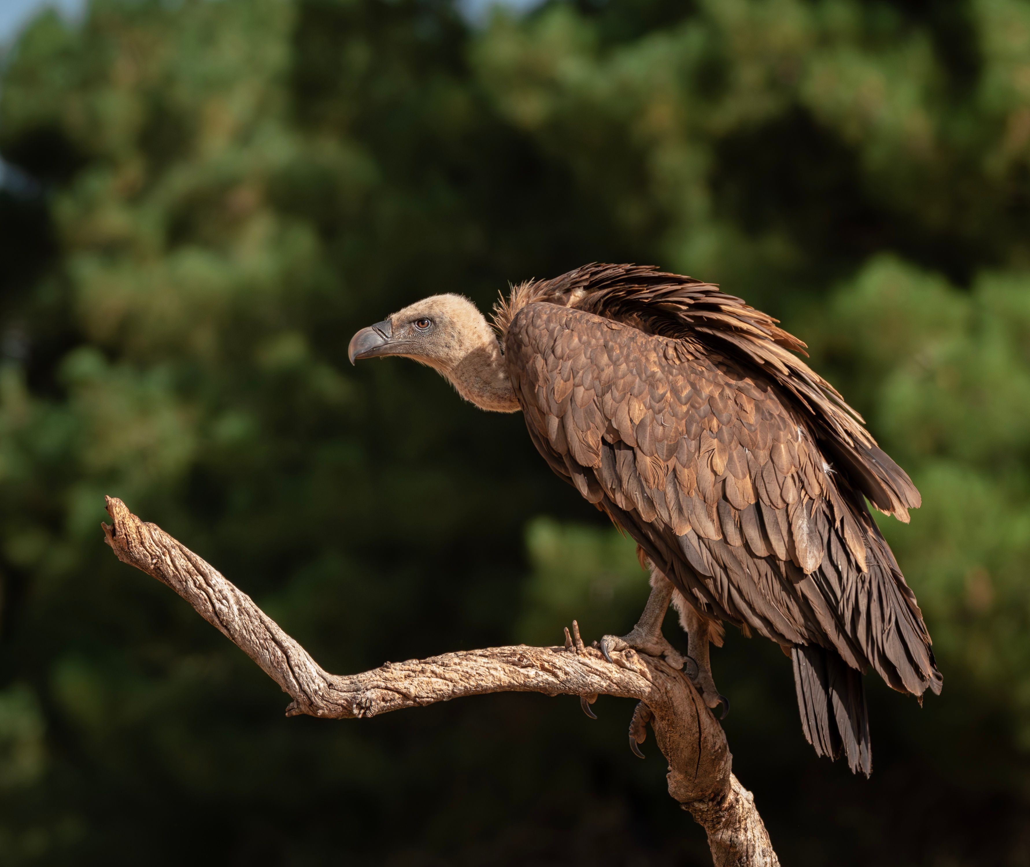 A Vulture Perching on a Branch · Free Stock Photo