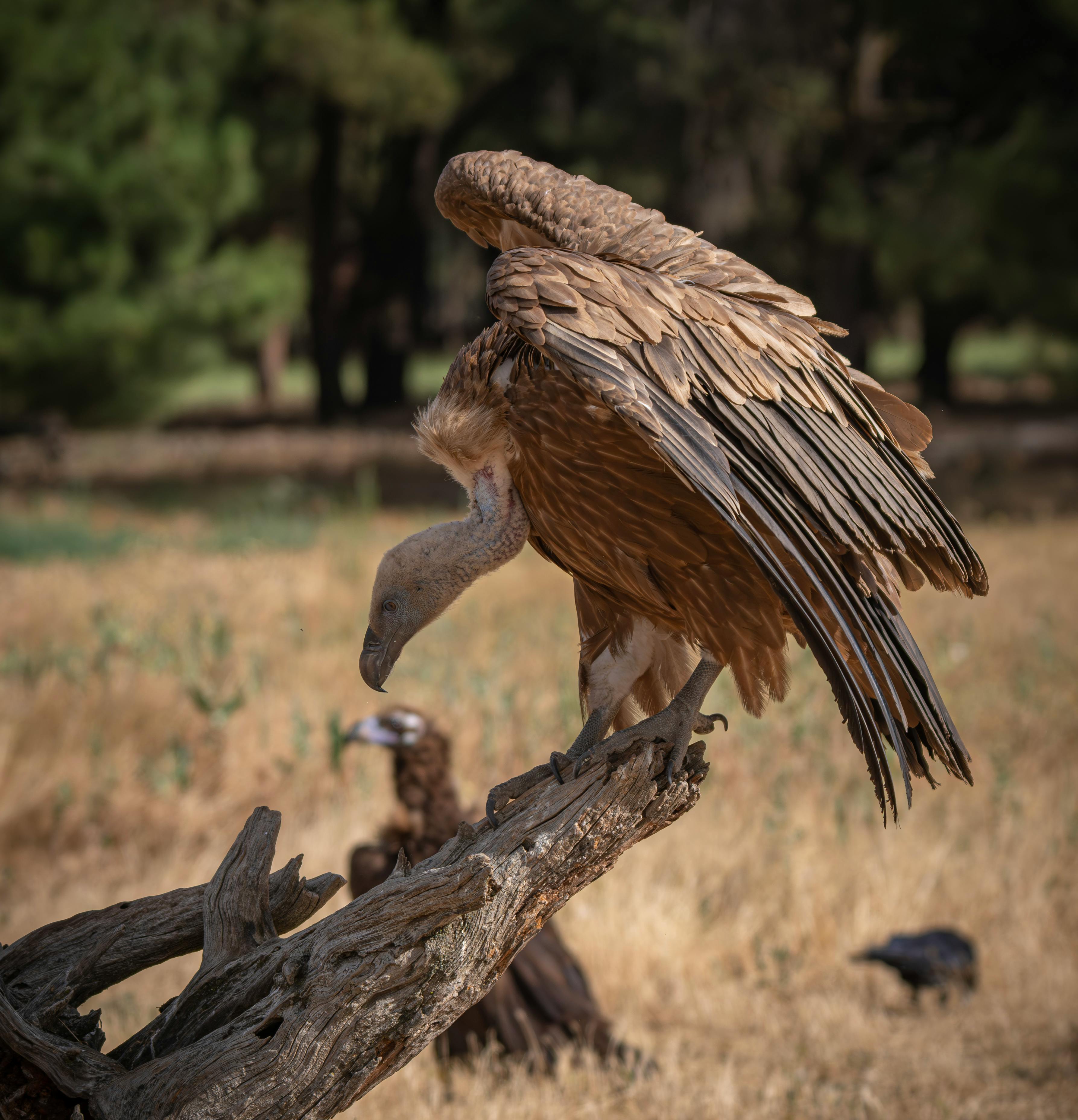 Falcon In Tree Photos, Download The BEST Free Falcon In Tree Stock ...