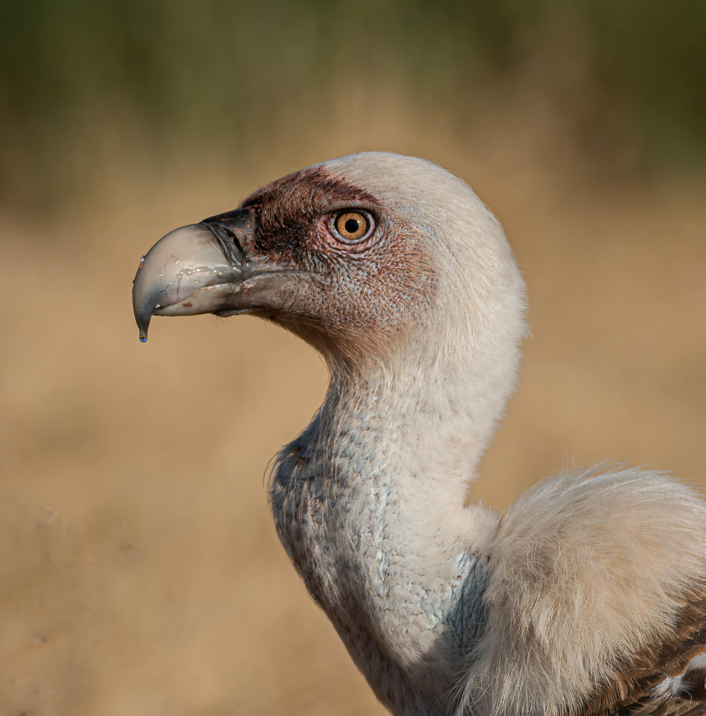 Portrait of Vulture · Free Stock Photo