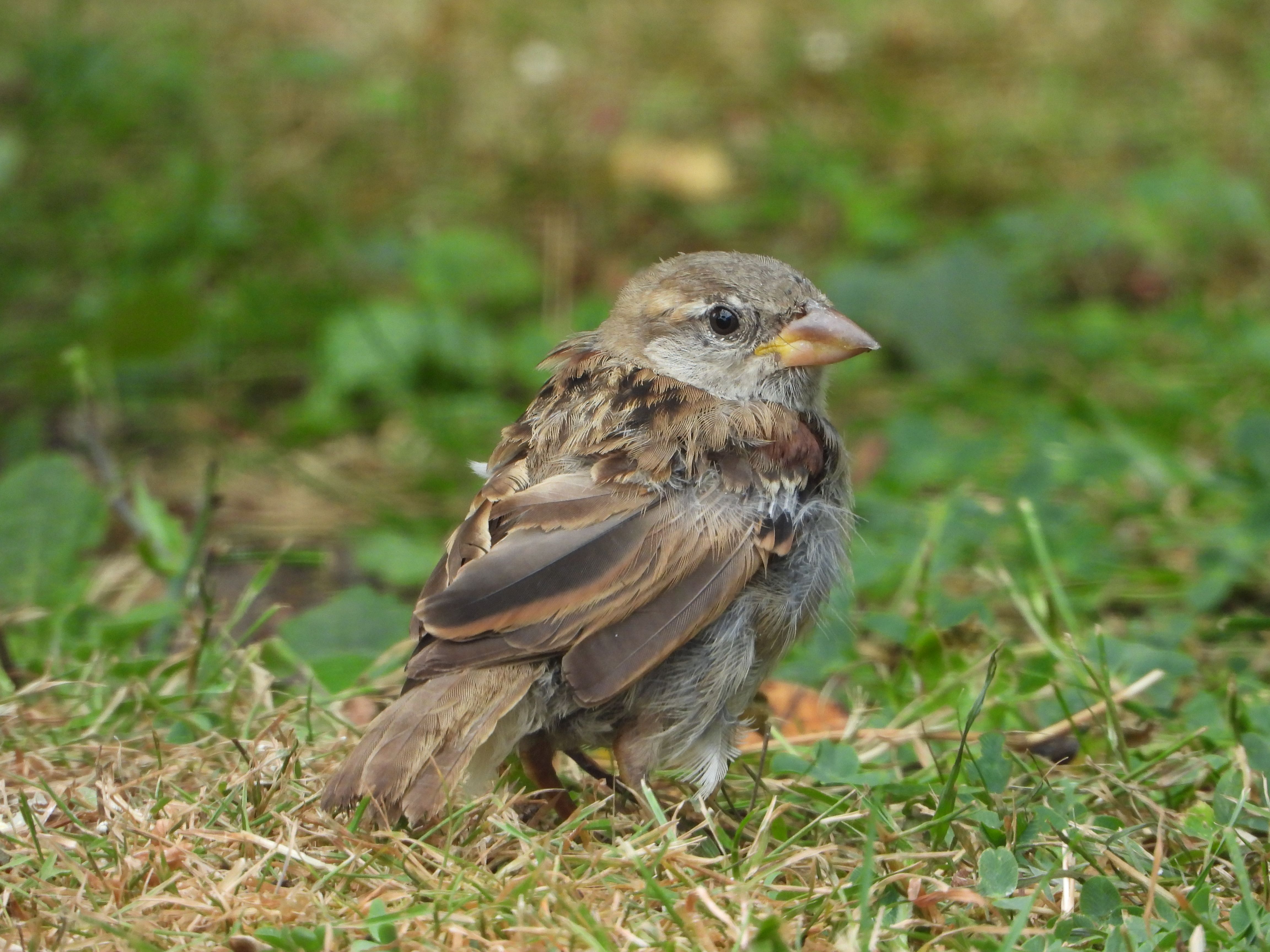 Close-up of a Sparrow · Free Stock Photo