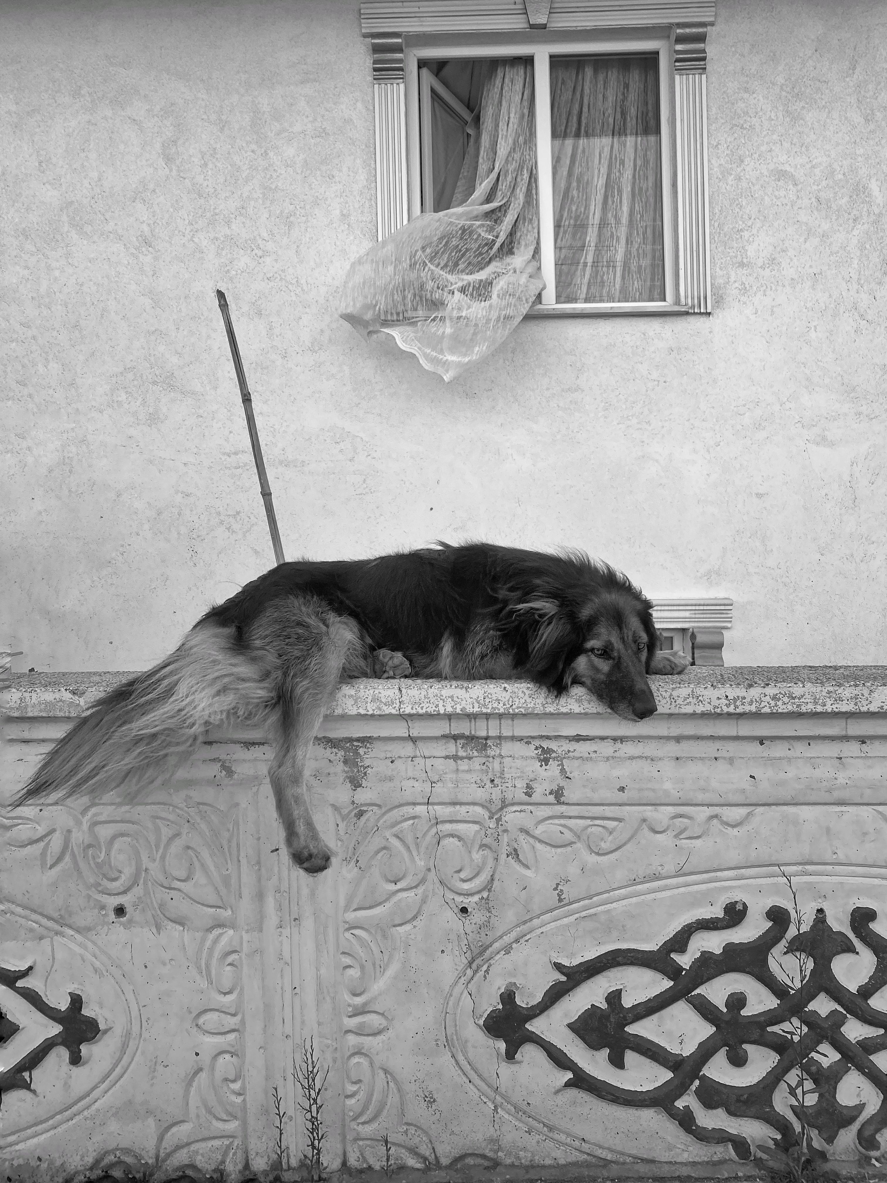 A Dog on Rock Wall Beside Body of Water · Free Stock Photo