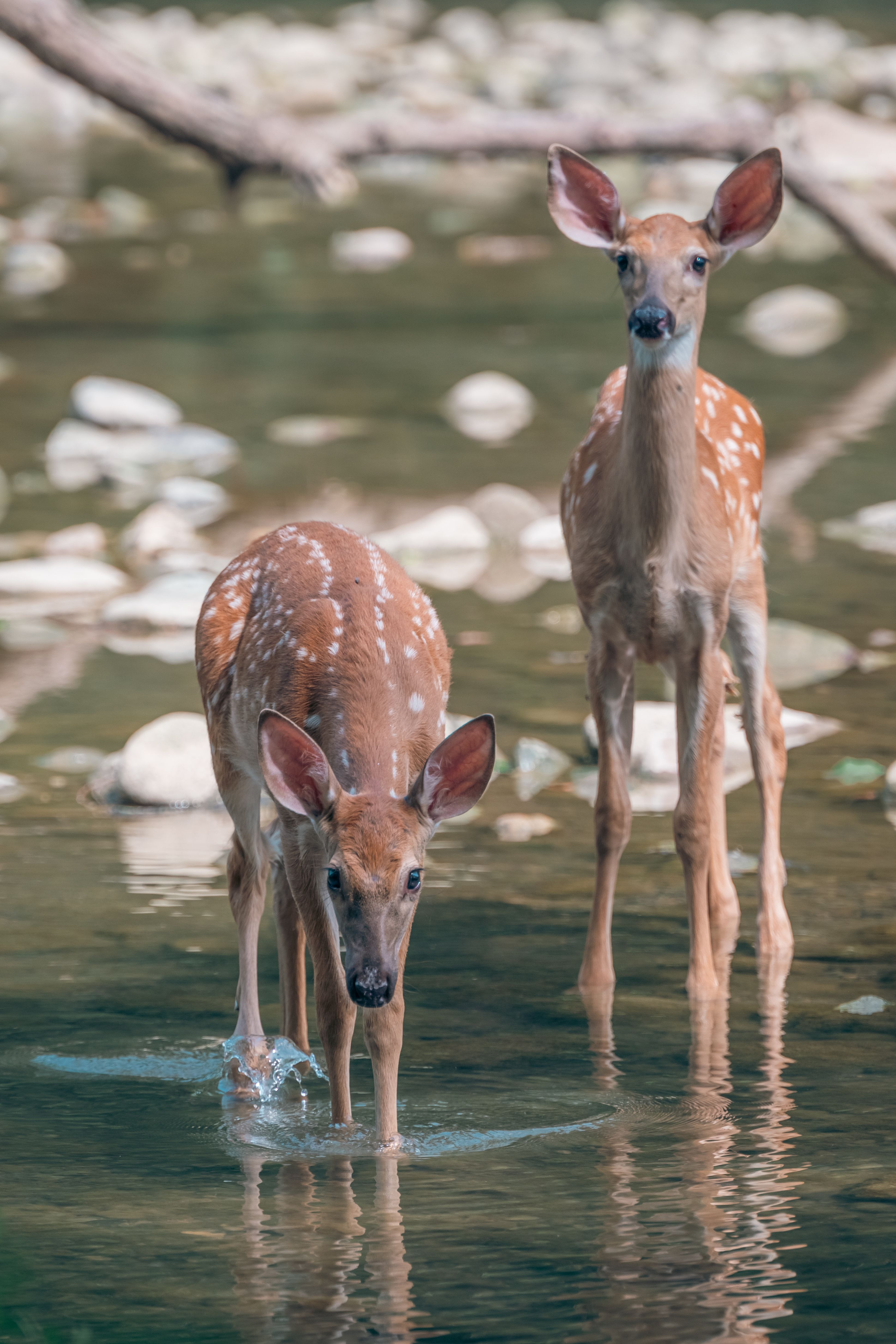 Two Fawns in the Water · Free Stock Photo