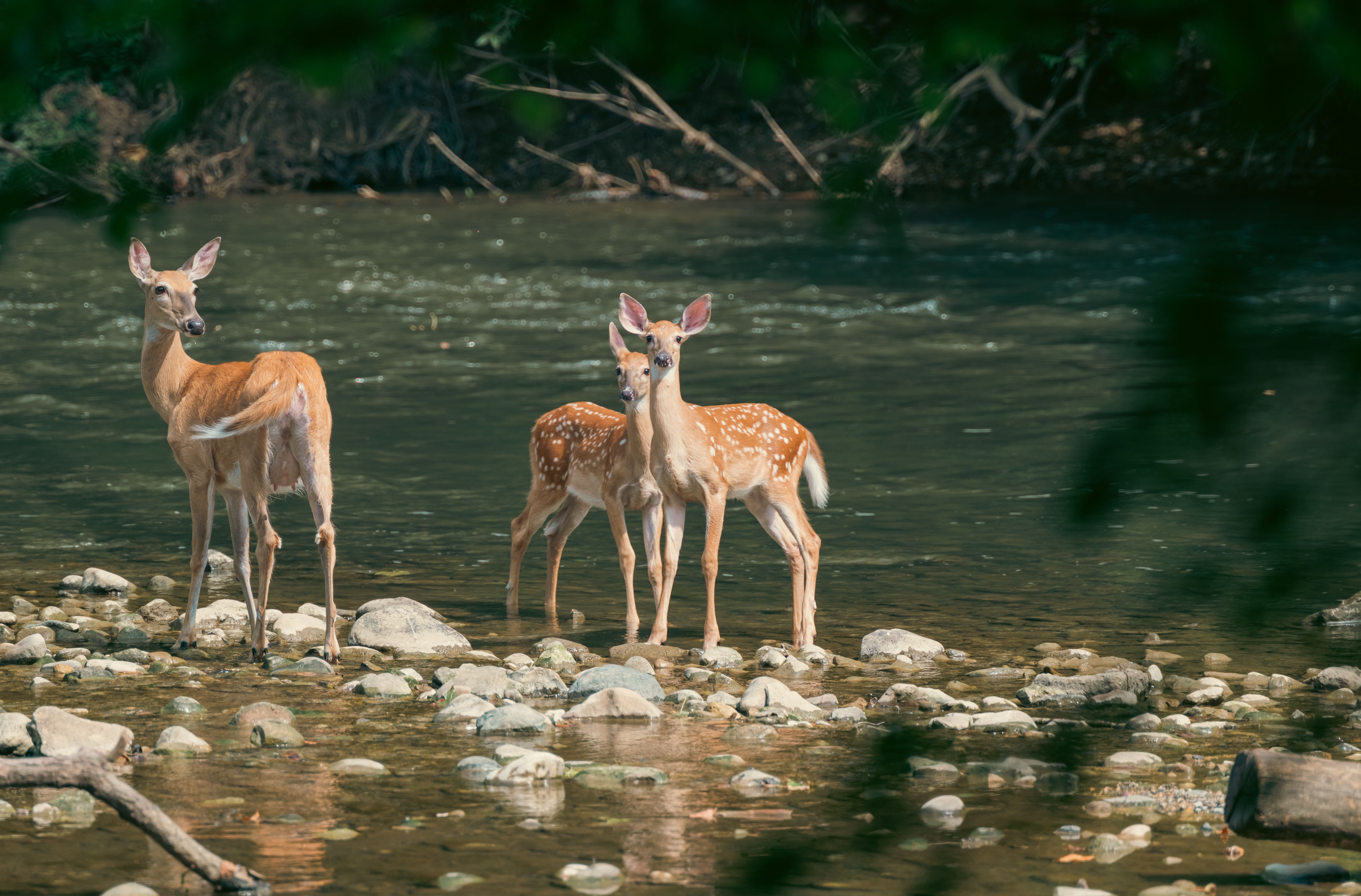 Deer Standing in River · Free Stock Photo
