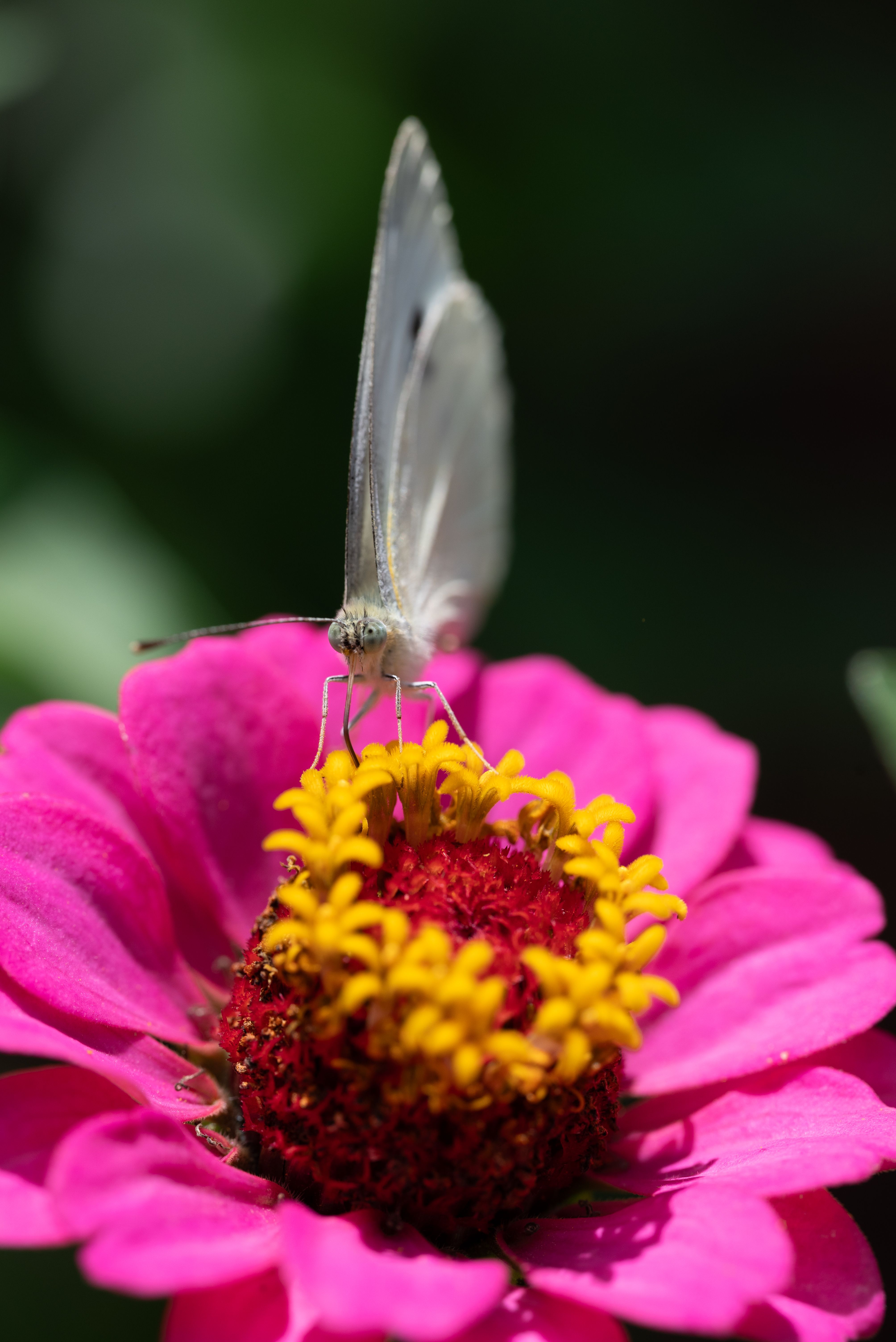 Close-up of a Bordered Patch Butterfly · Free Stock Photo