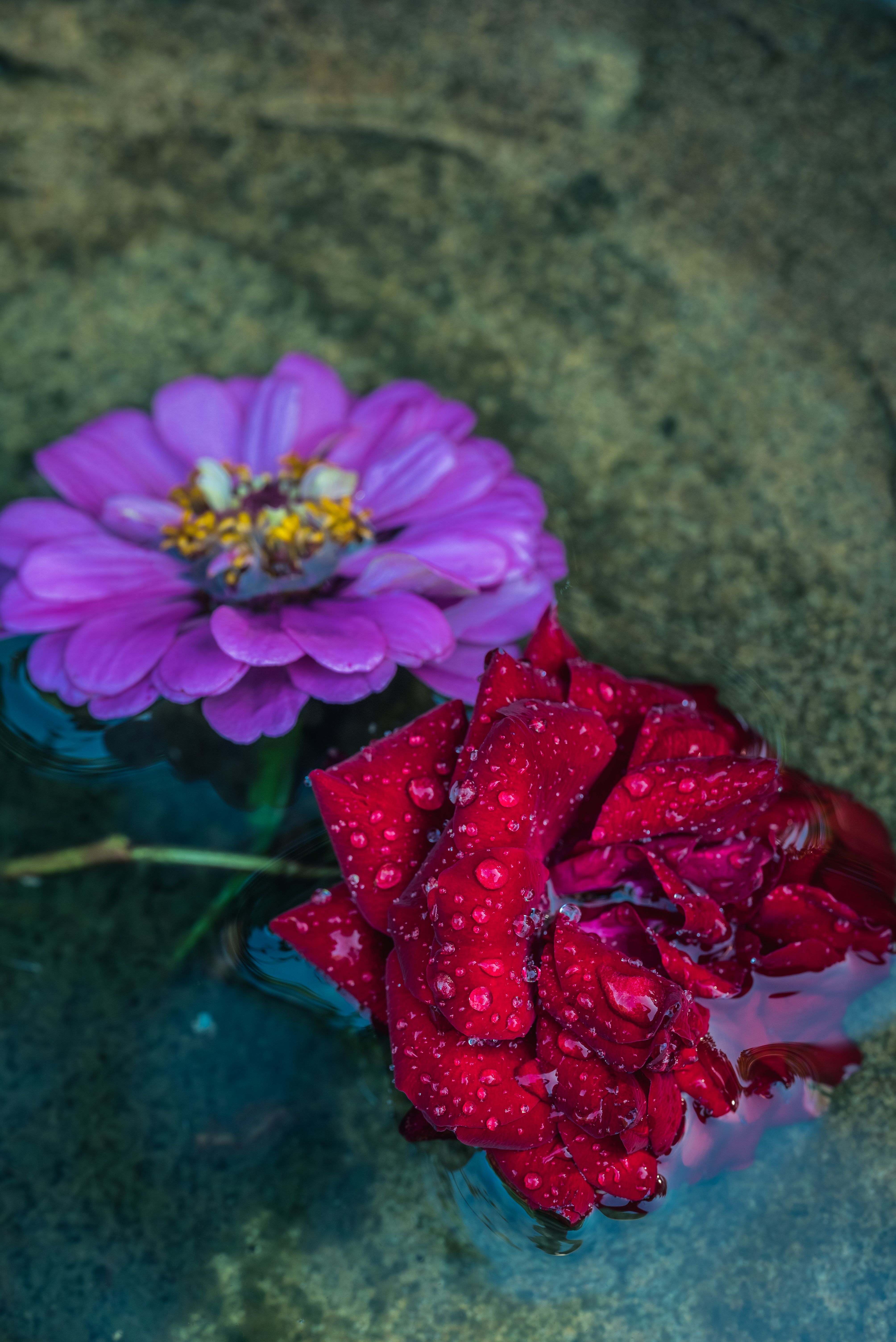 Rose Stauden Photos, Download The BEST Free Rose Stauden Stock Photos ...