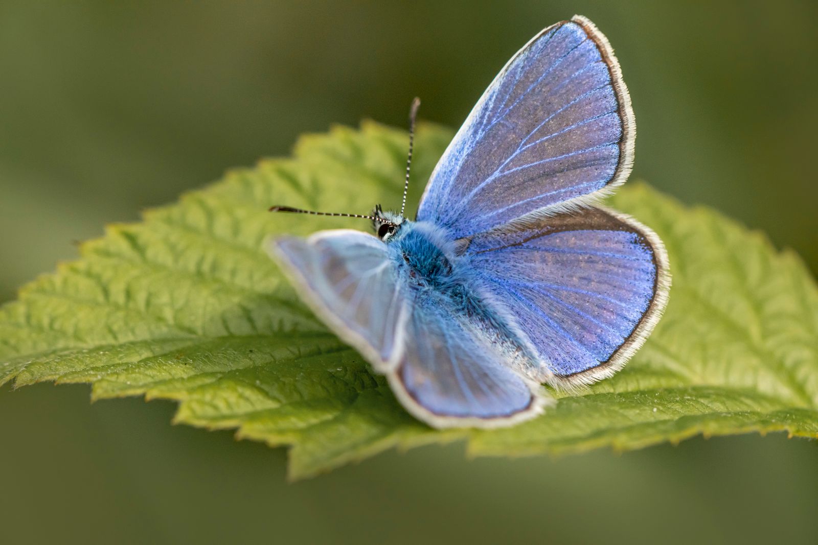 Blue Butterfly Photos, Download The BEST Free Blue Butterfly Stock ...