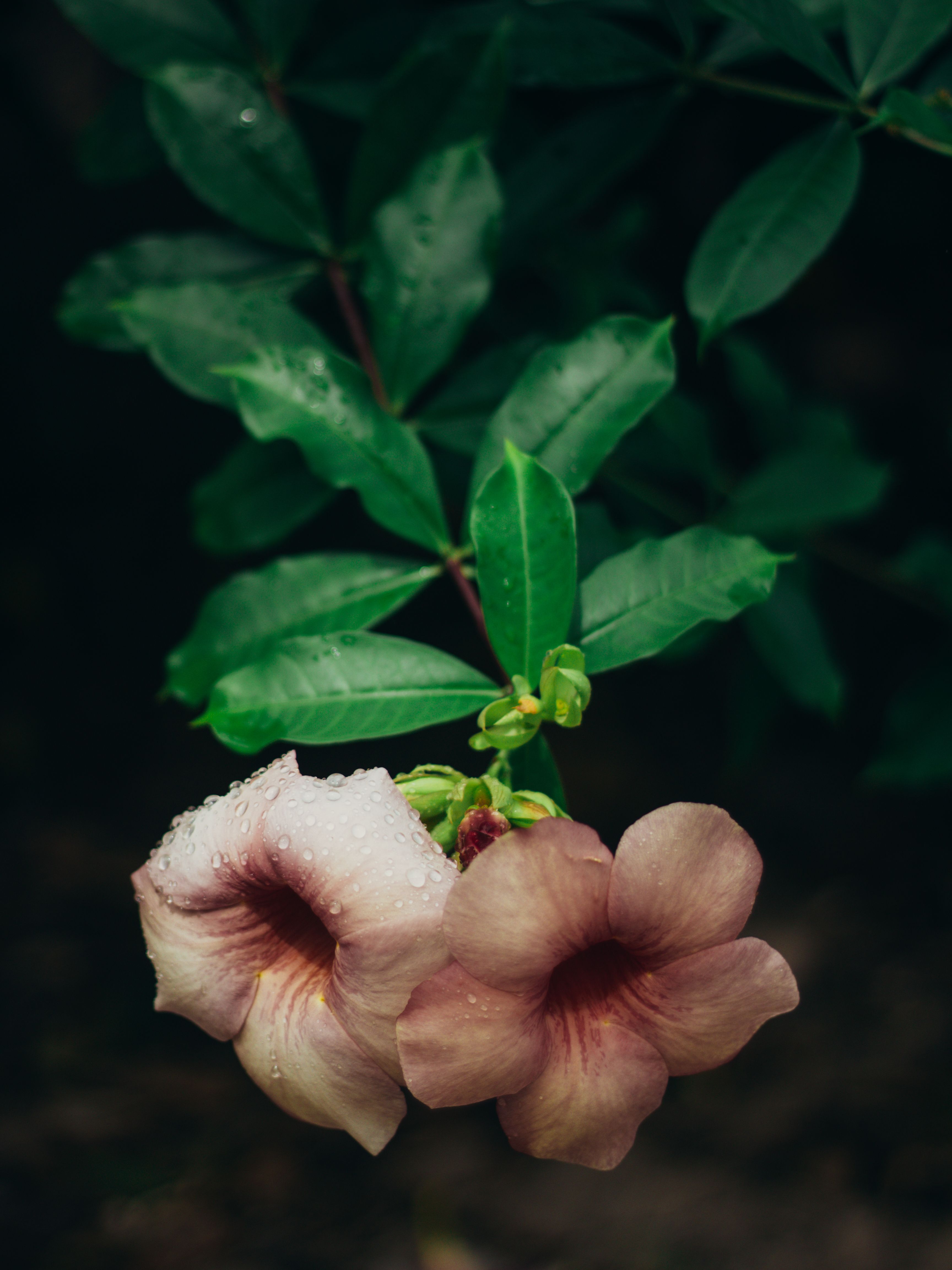 Pink Watermark Photos, Download The BEST Free Pink Watermark Stock ...