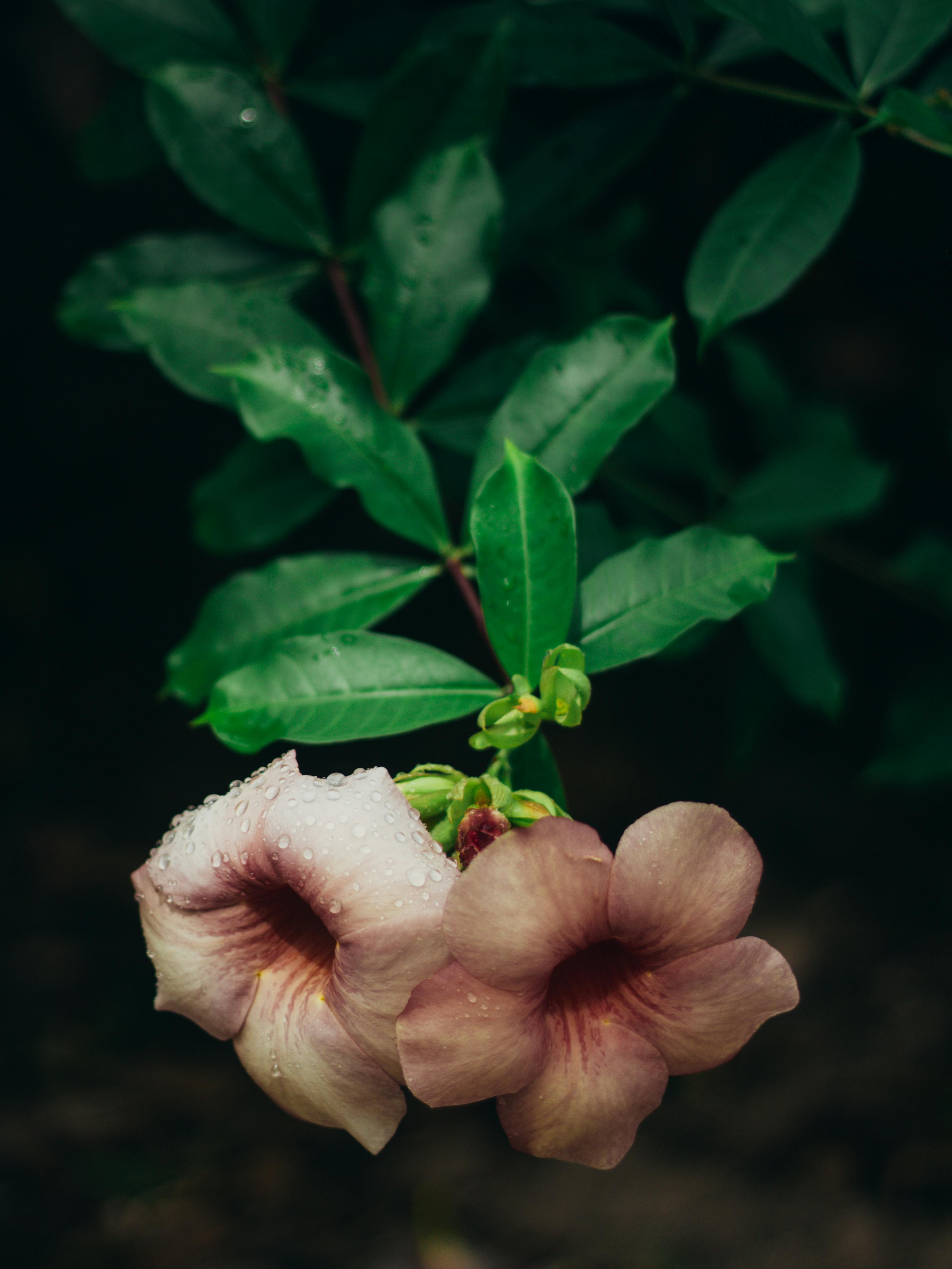 Foto de stock gratuita sobre al aire libre, allamanda, allamanda ...